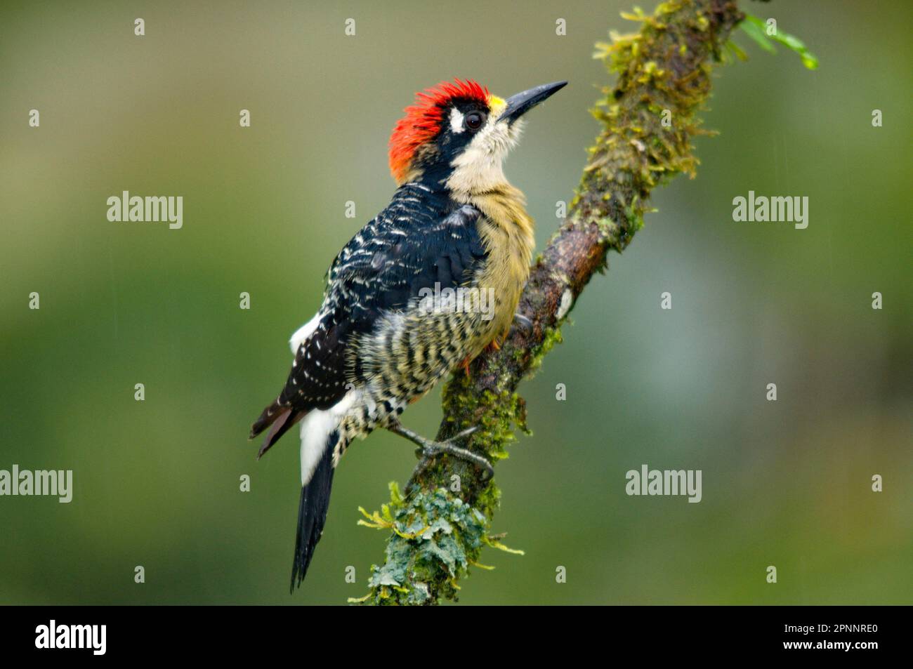 Costa rica picchio immagini e fotografie stock ad alta risoluzione - Alamy