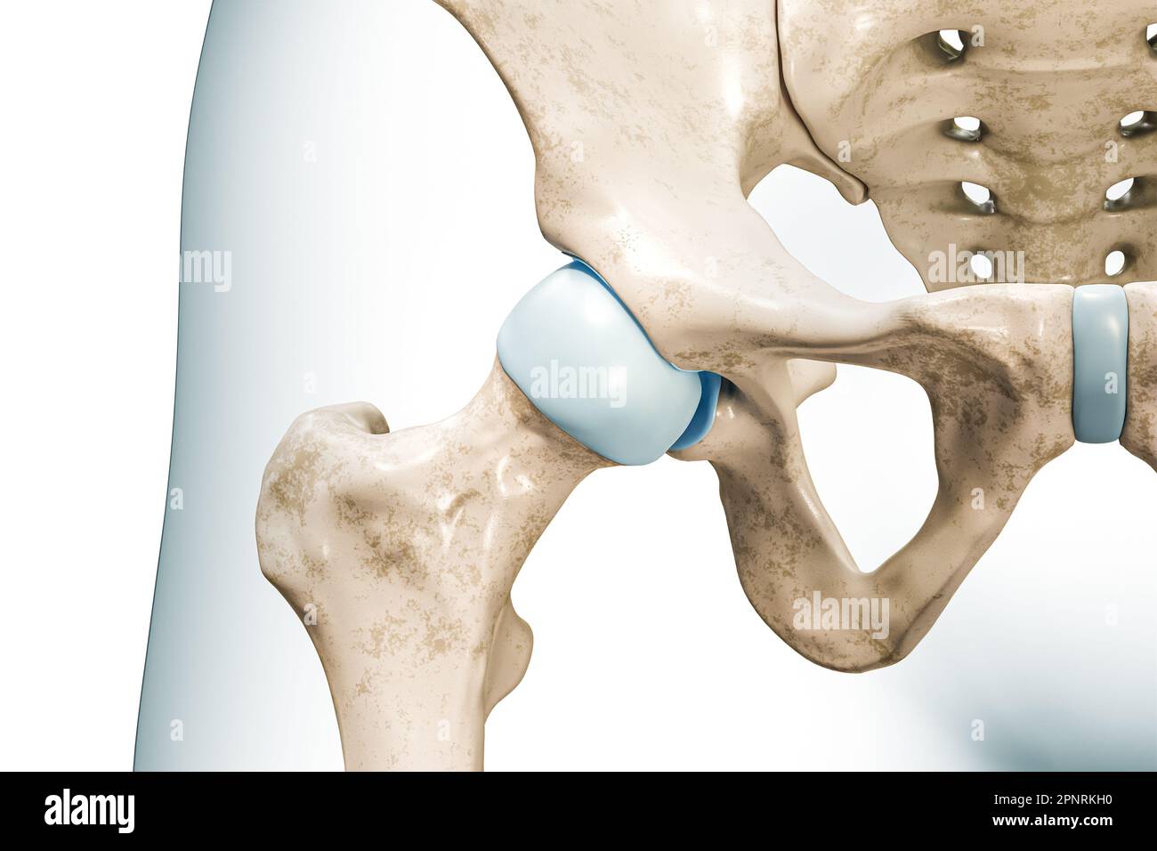 Illustrazione del rendering 3D close-up dell'articolazione dell'anca ...