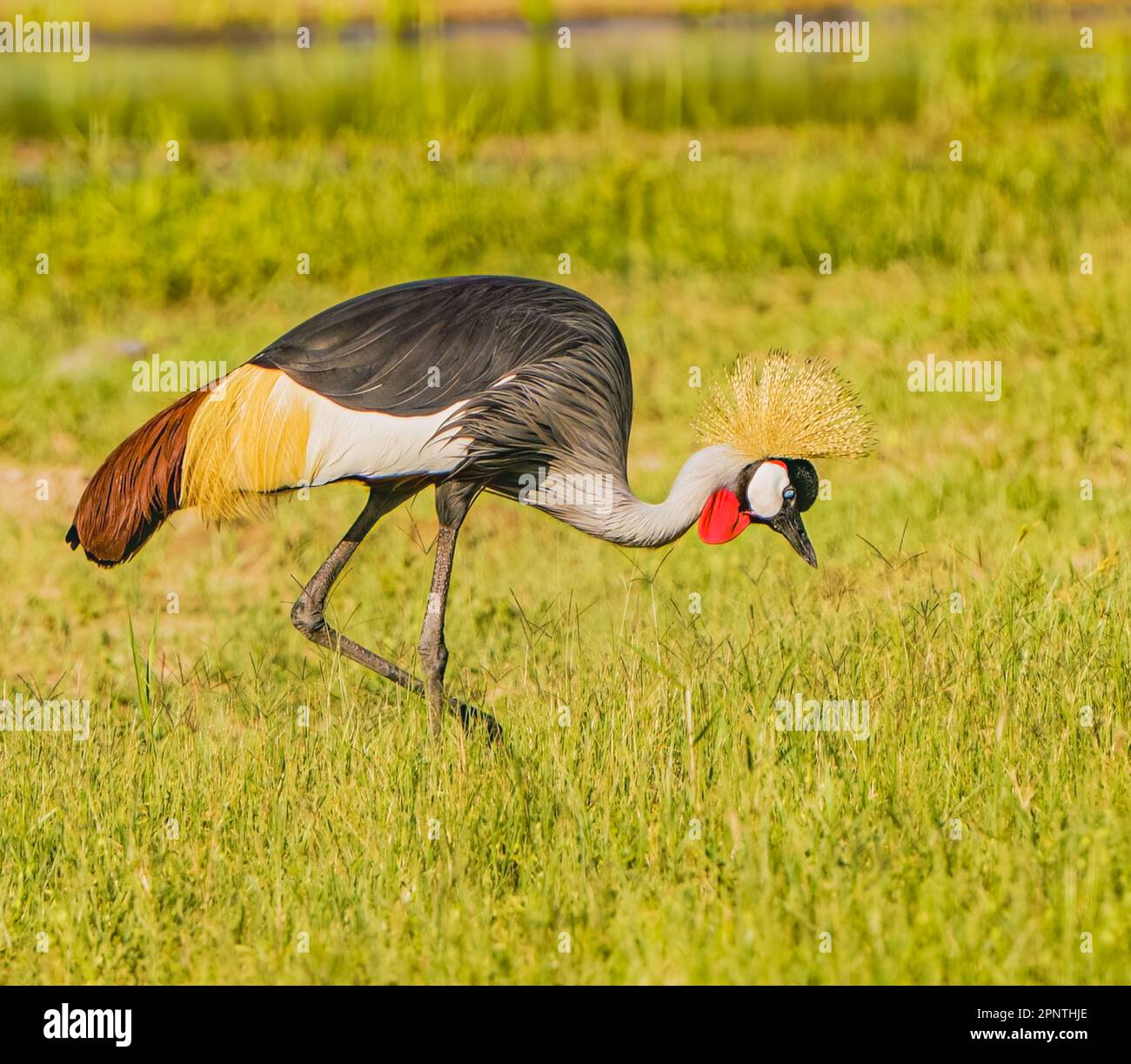 South african crowned cranes immagini e fotografie stock ad alta ...