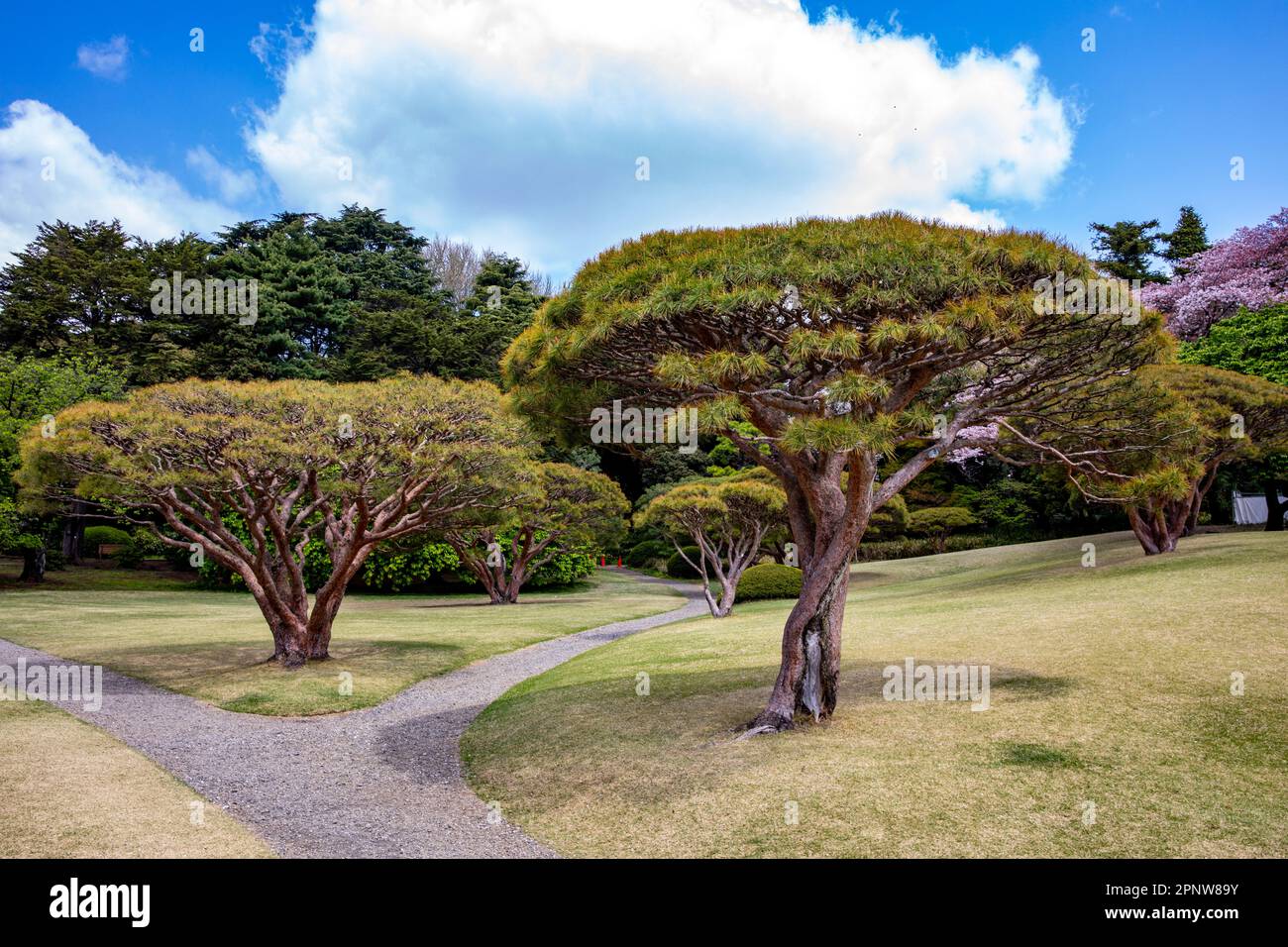 Pino tanyosho immagini e fotografie stock ad alta risoluzione - Alamy