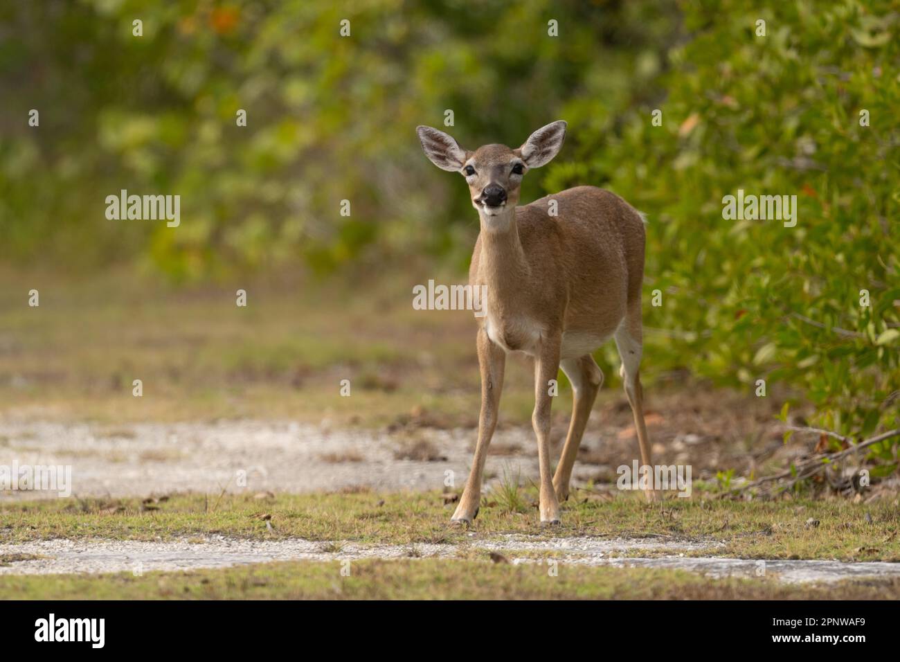 Cervo endemico immagini e fotografie stock ad alta risoluzione - Alamy