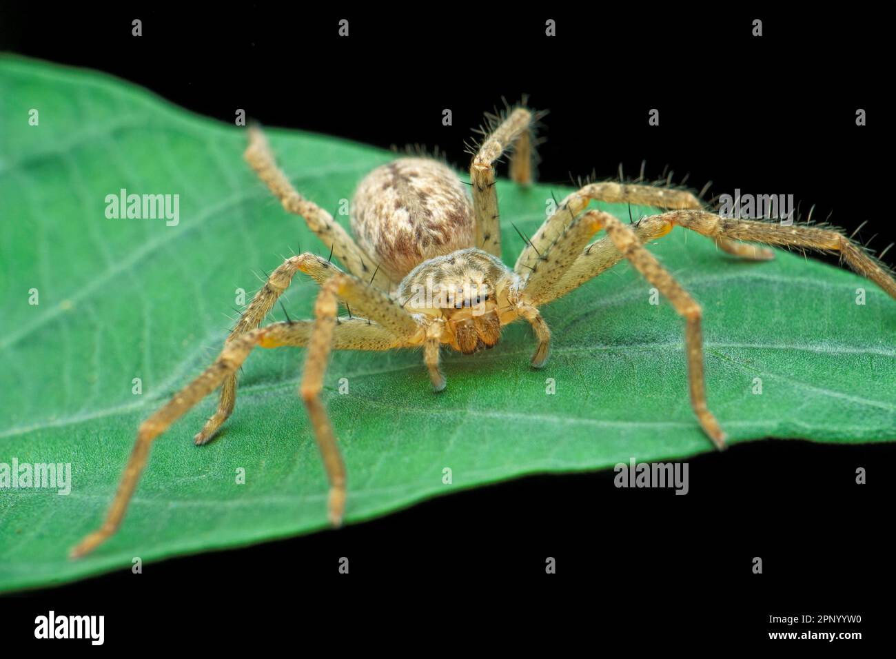 Huntsman spider sparassidae immagini e fotografie stock ad alta ...