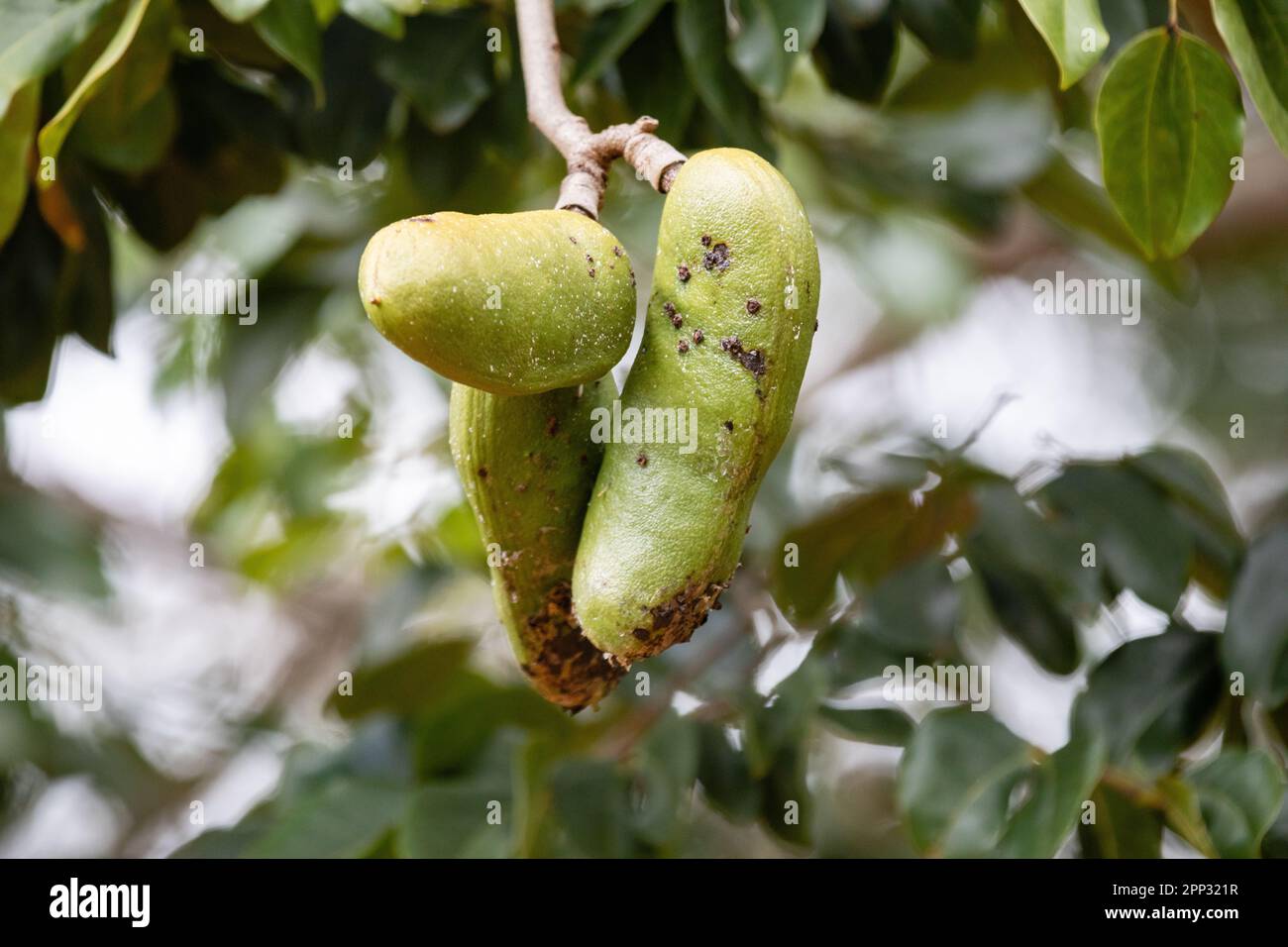 Hymenaea courbaril jatoba tree immagini e fotografie stock ad alta ...