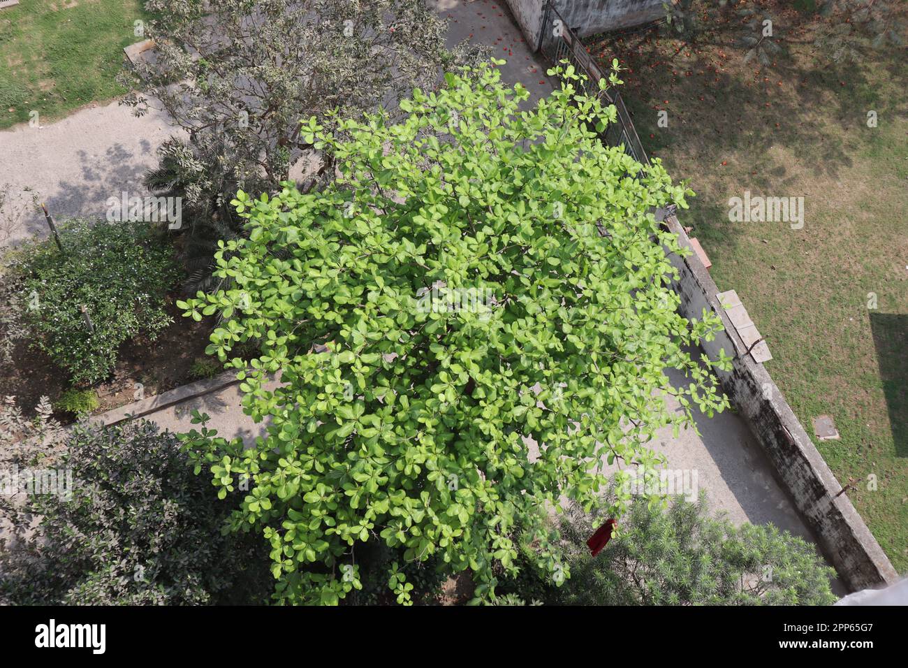 Flora e fauna del bengala immagini e fotografie stock ad alta ...