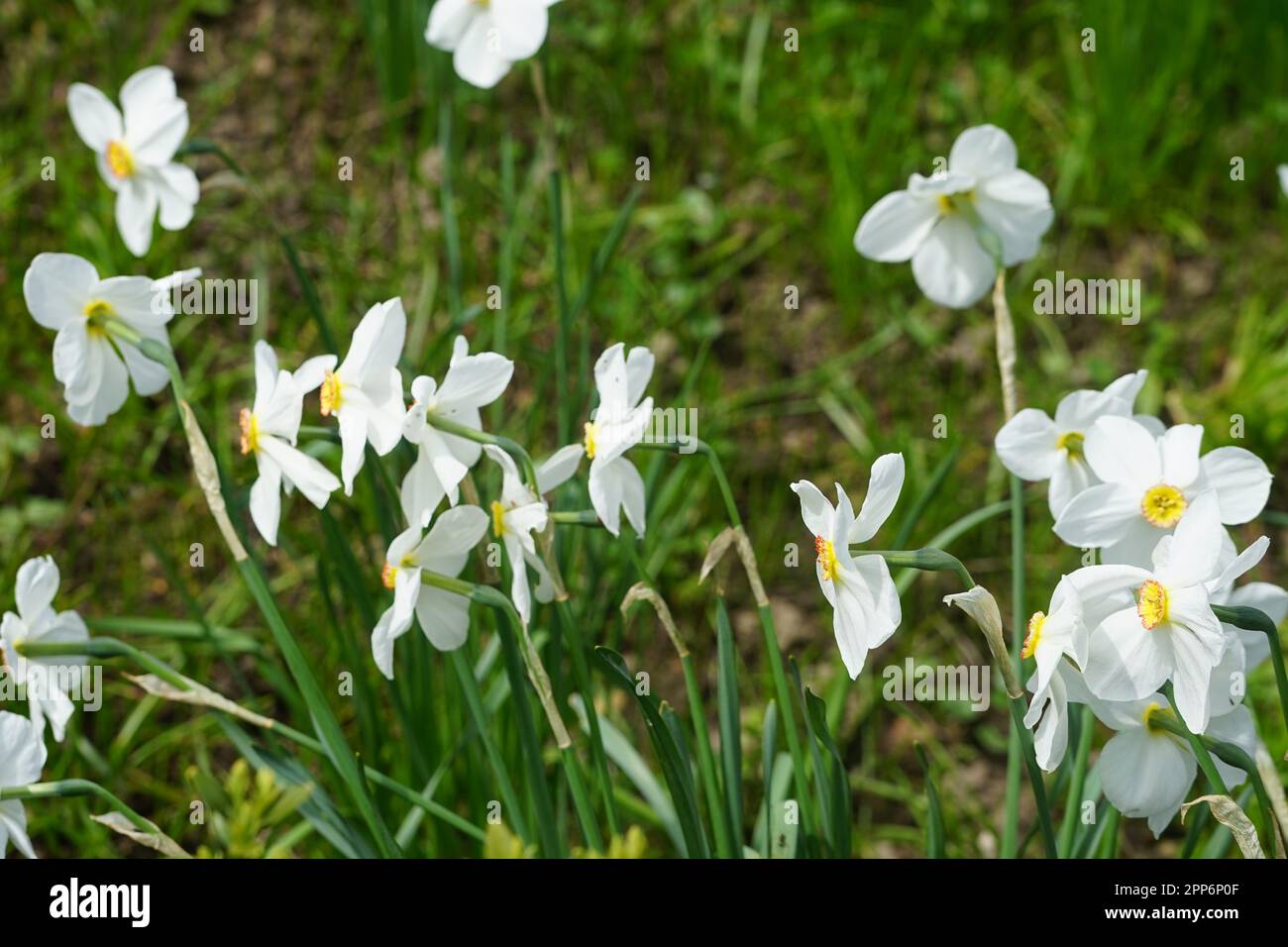 Narcisi bianchi con pistilli gialli all'esterno in un prato bianco ...