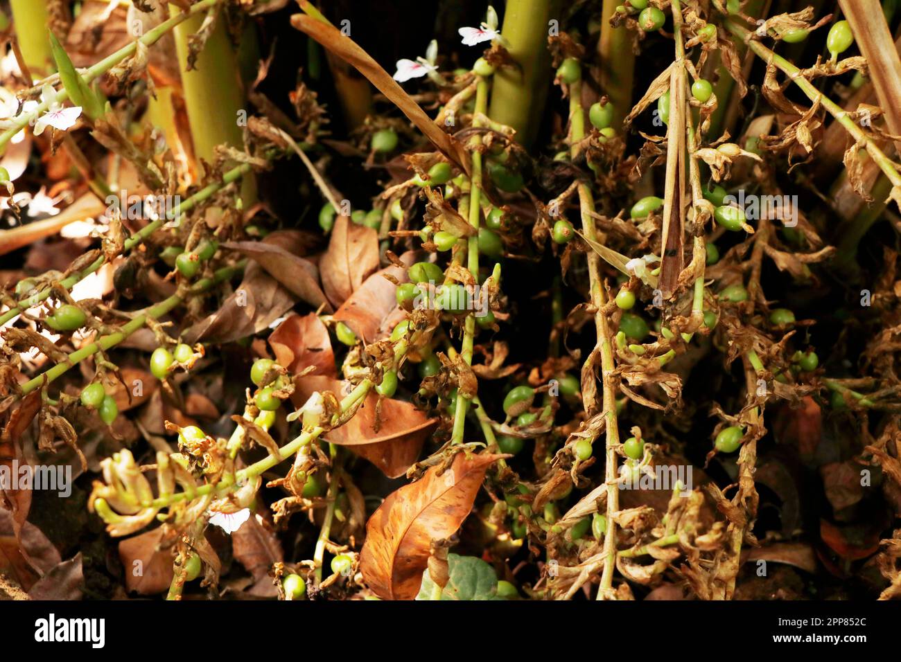 Cardamomo verde e non maturo in pianta in Kerala, India. È la terza ...