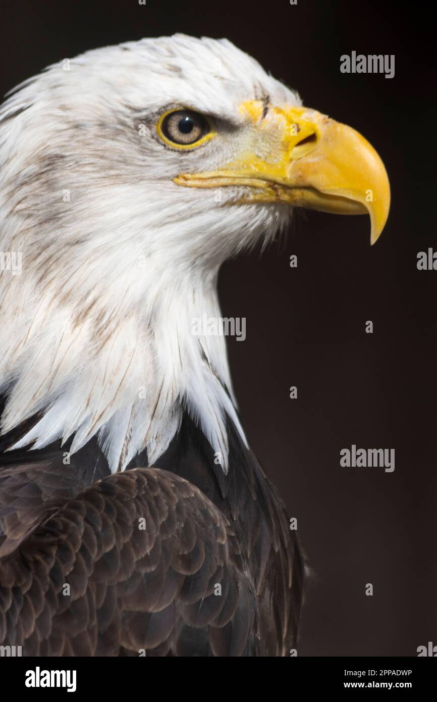 Primo piano di aquila calva immagini e fotografie stock ad alta ...