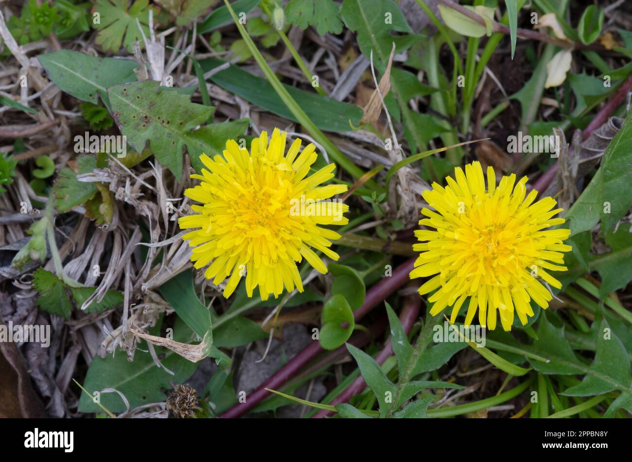 Tarassaco fioriture immagini e fotografie stock ad alta risoluzione - Alamy