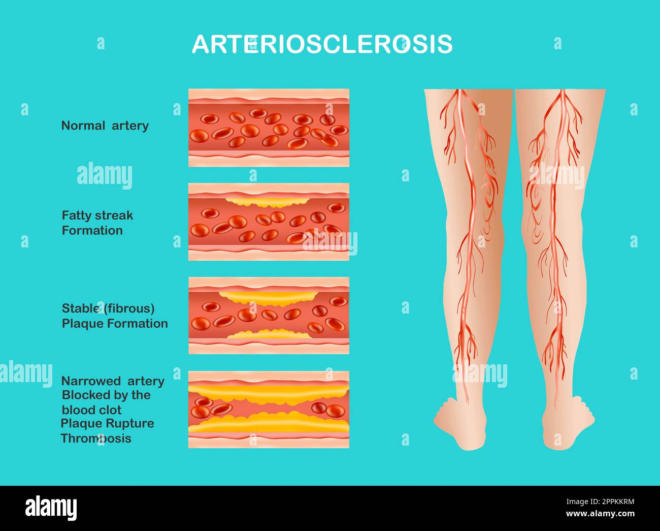 Anatomia delle cellule adipose immagini e fotografie stock ad alta ...