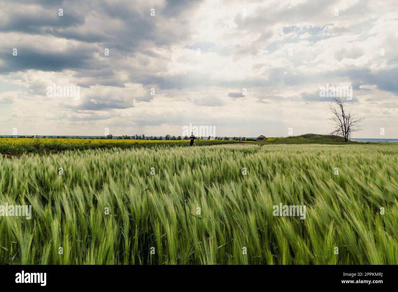 Foto di prato immagini e fotografie stock ad alta risoluzione - Alamy