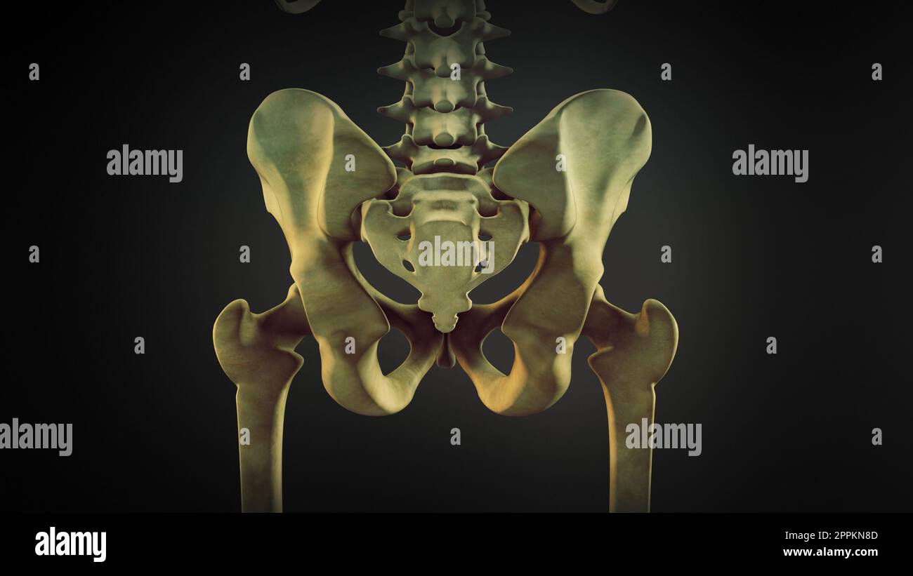 Struttura ossea dell'anca immagini e fotografie stock ad alta ...