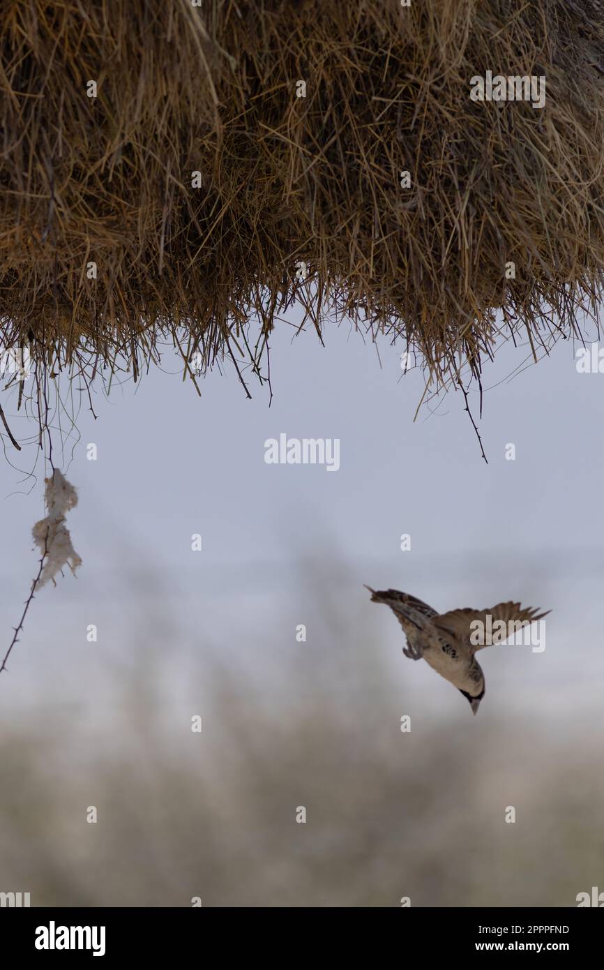 Volando via dal nido immagini e fotografie stock ad alta risoluzione ...