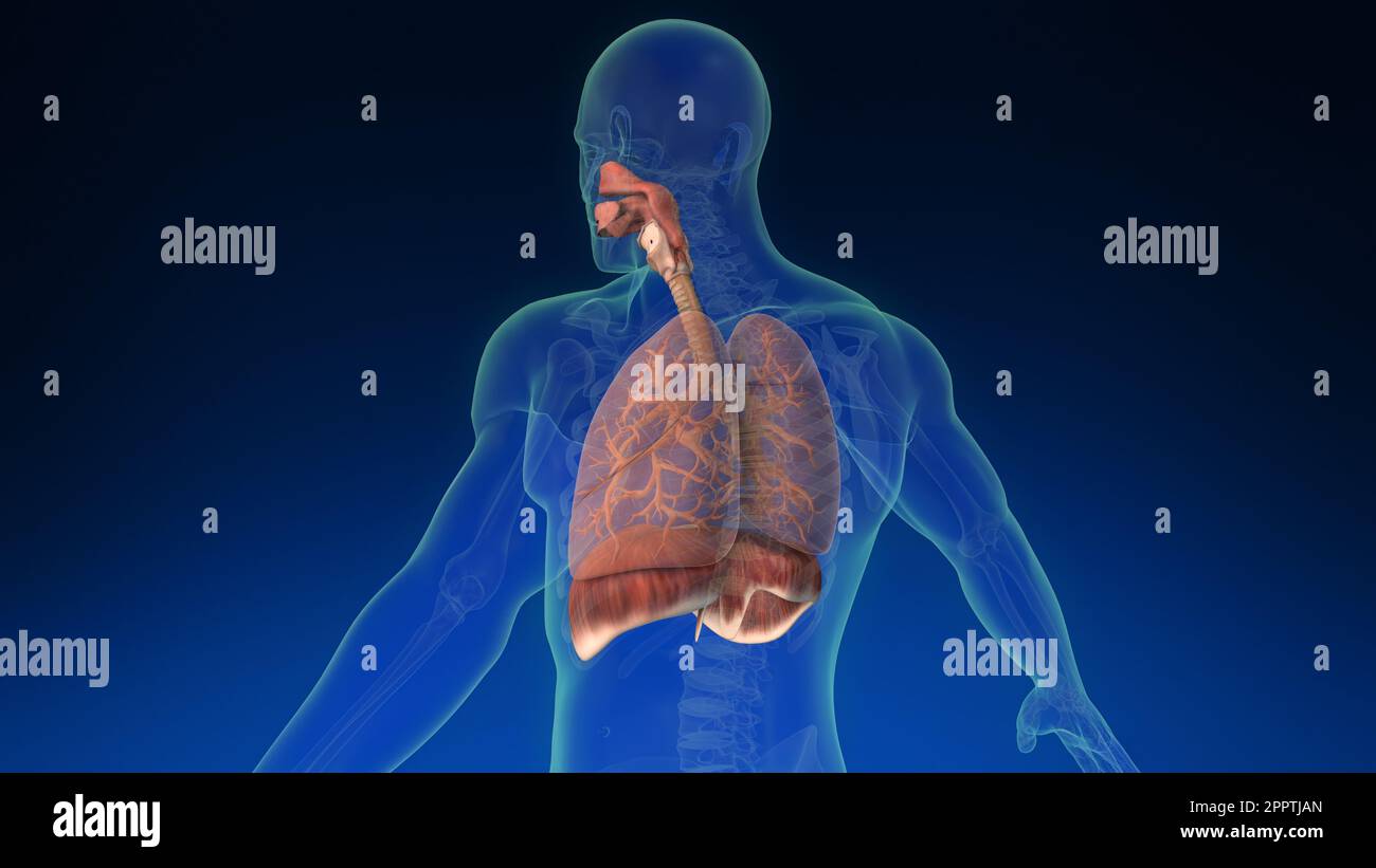 Partes del cuerpo humano cuello immagini e fotografie stock ad alta ...