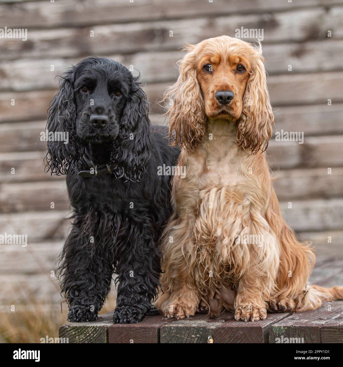Inglese cocker spaniel immagini e fotografie stock ad alta risoluzione ...