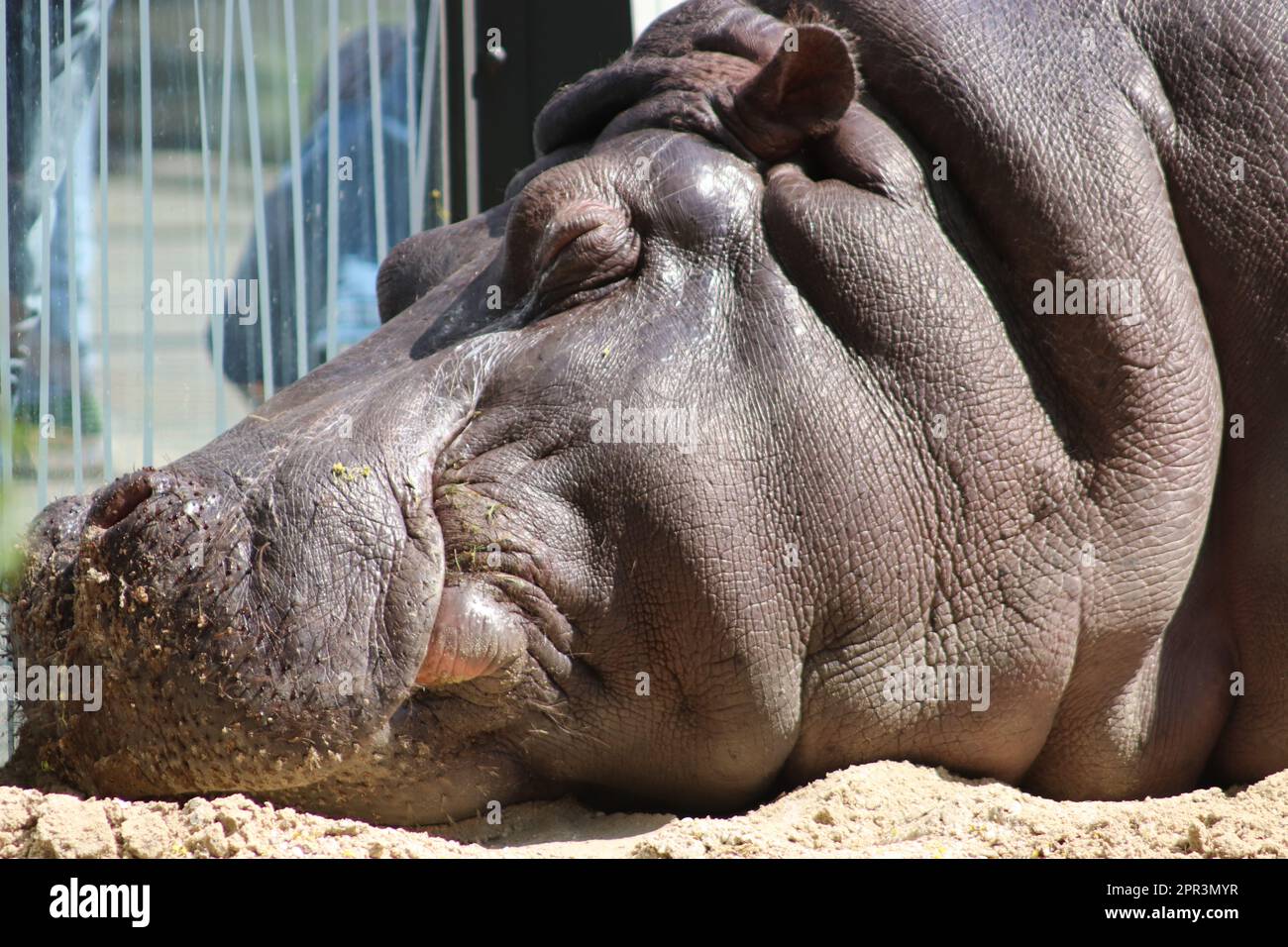 Tipi di ippopotami immagini e fotografie stock ad alta risoluzione - Alamy