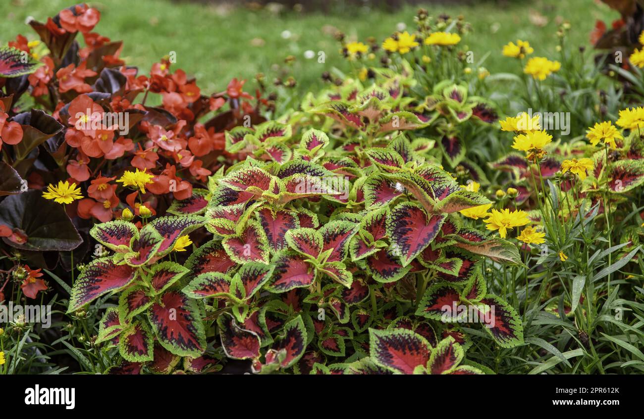 Piante variegate immagini e fotografie stock ad alta risoluzione - Alamy