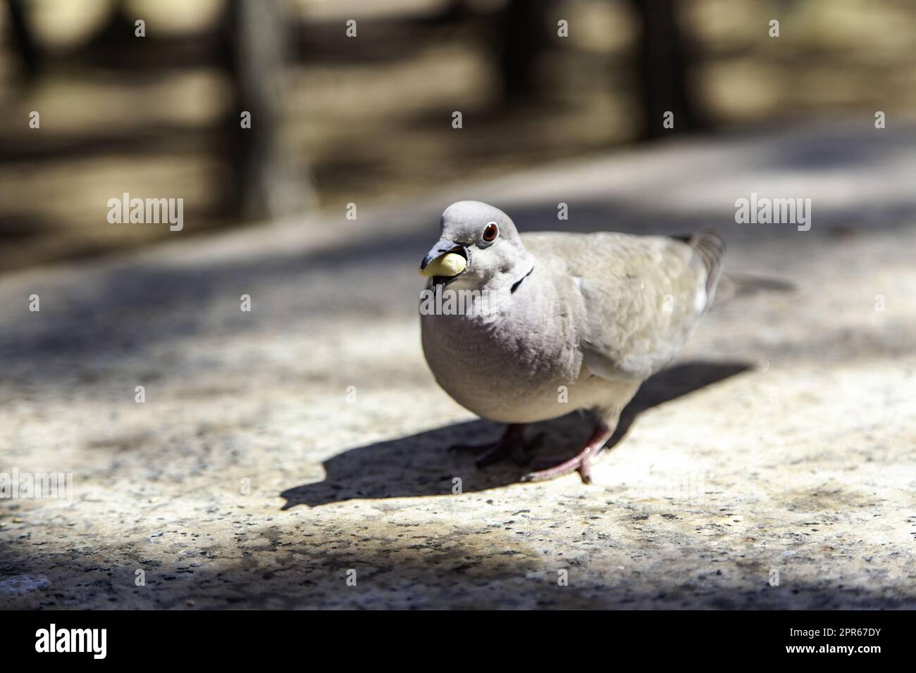 Simbolismo del piccione immagini e fotografie stock ad alta risoluzione ...