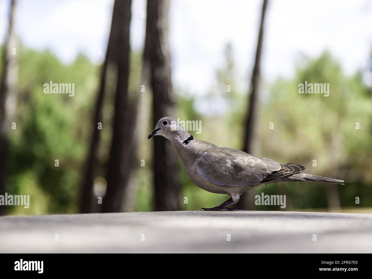 Simbolismo del piccione immagini e fotografie stock ad alta risoluzione ...