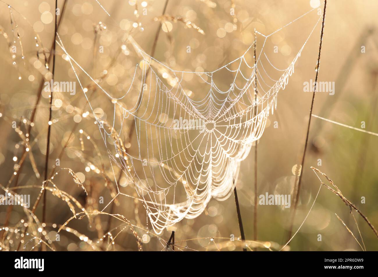 Ragno al sole immagini e fotografie stock ad alta risoluzione - Alamy