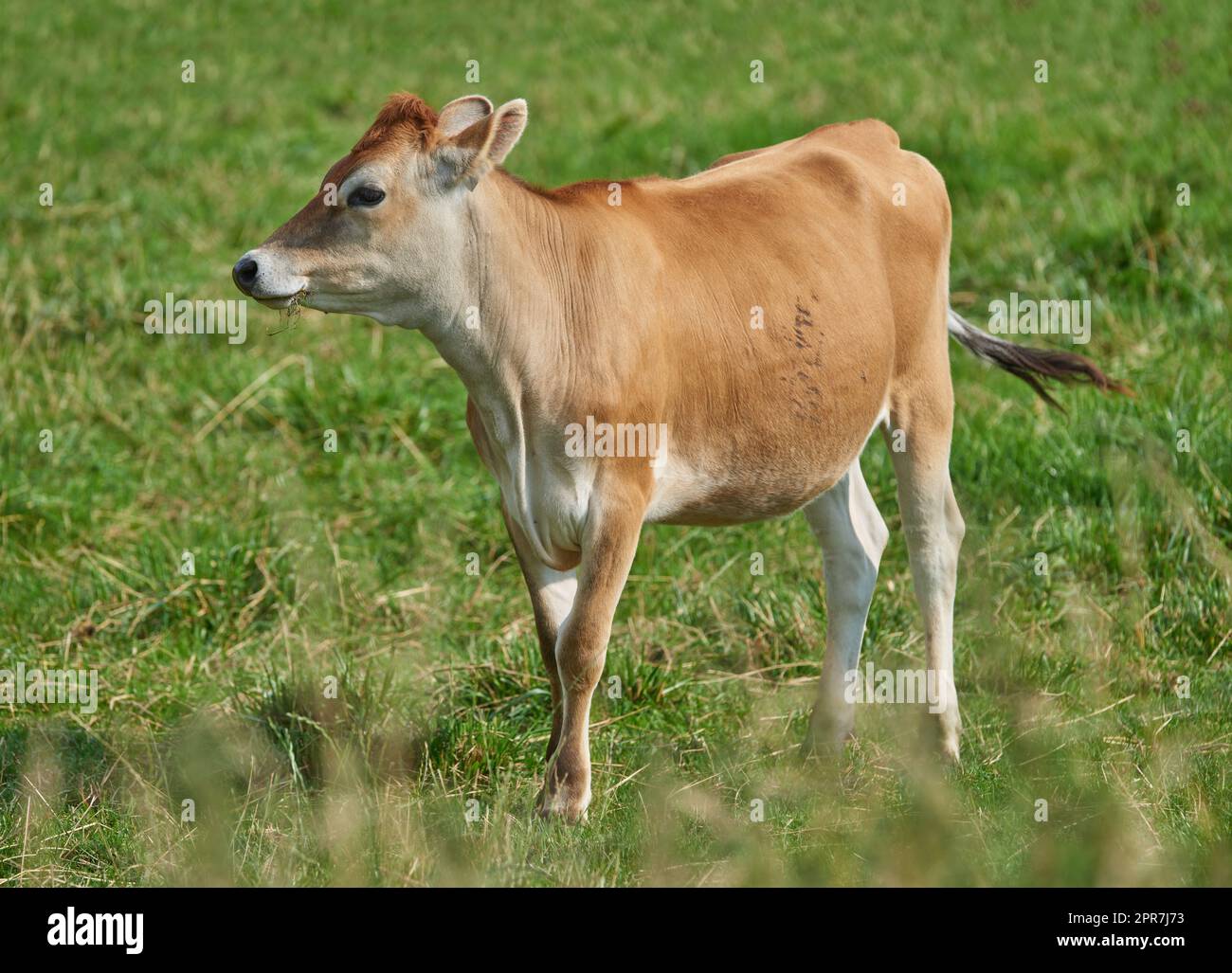 Una mucca marrone e bianca su un campo verde in una campagna rurale con ...