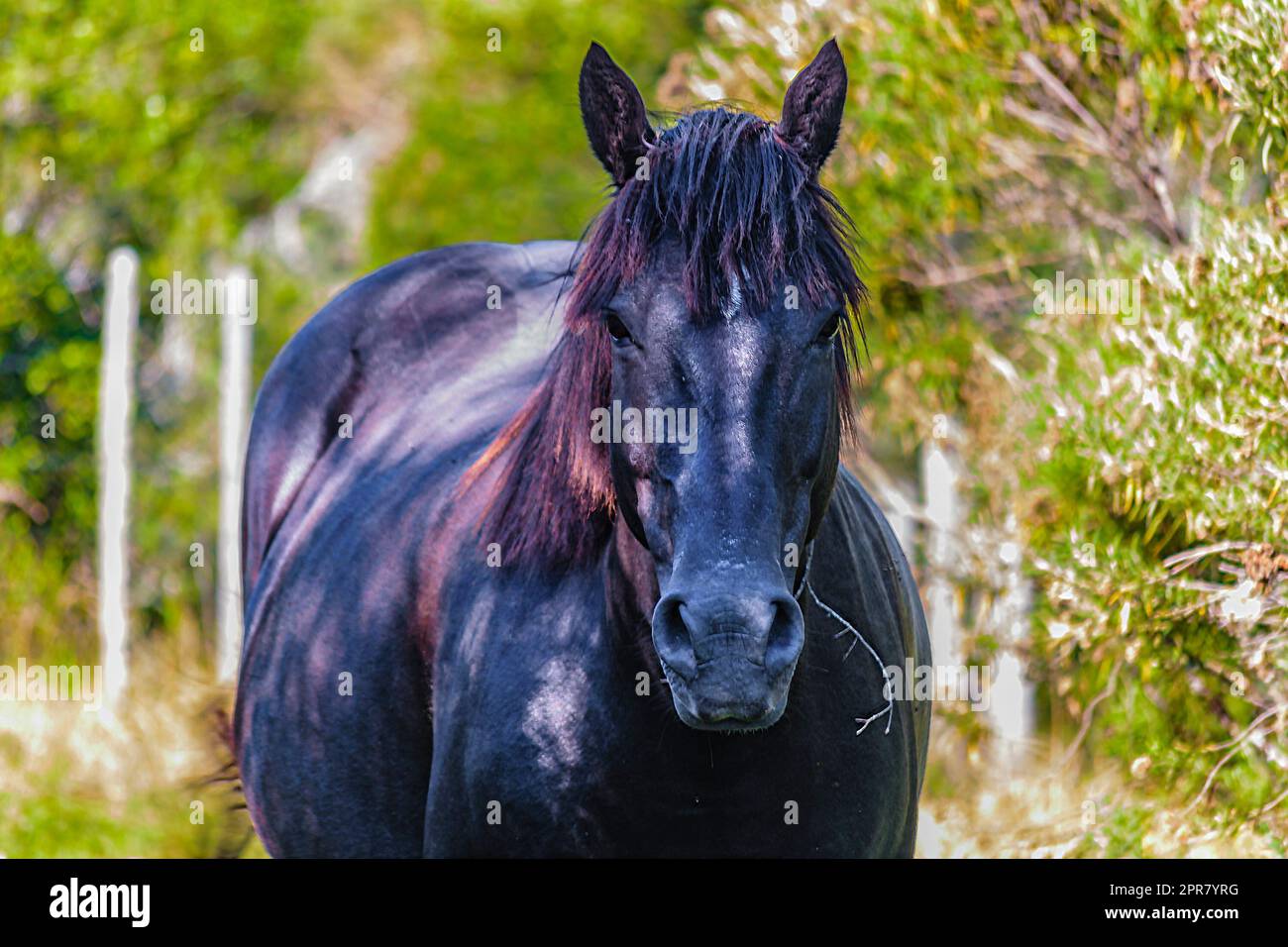 Cavalla nera immagini e fotografie stock ad alta risoluzione - Alamy