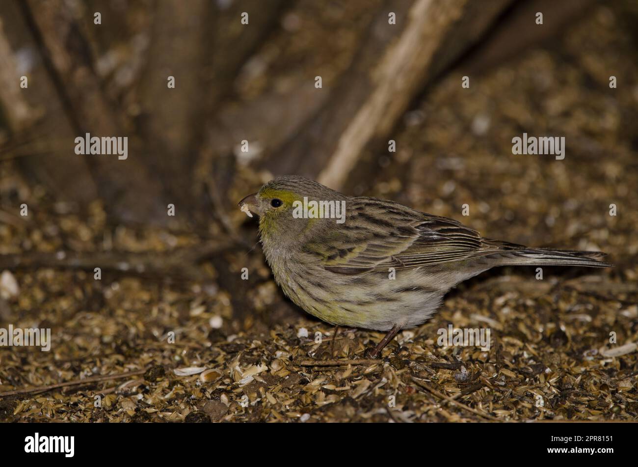 Le femmine di canarino immagini e fotografie stock ad alta risoluzione ...