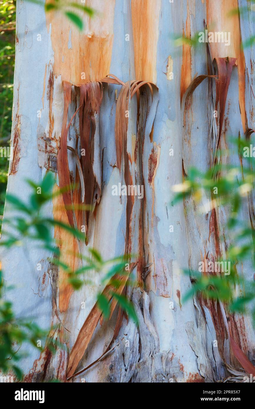 Tronco d'albero bianco secco immagini e fotografie stock ad alta ...