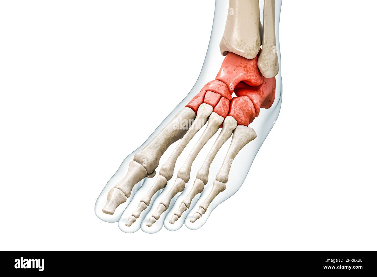 Ossa tarsali o tarso in rosso con corpo 3D che rende l'illustrazione ...