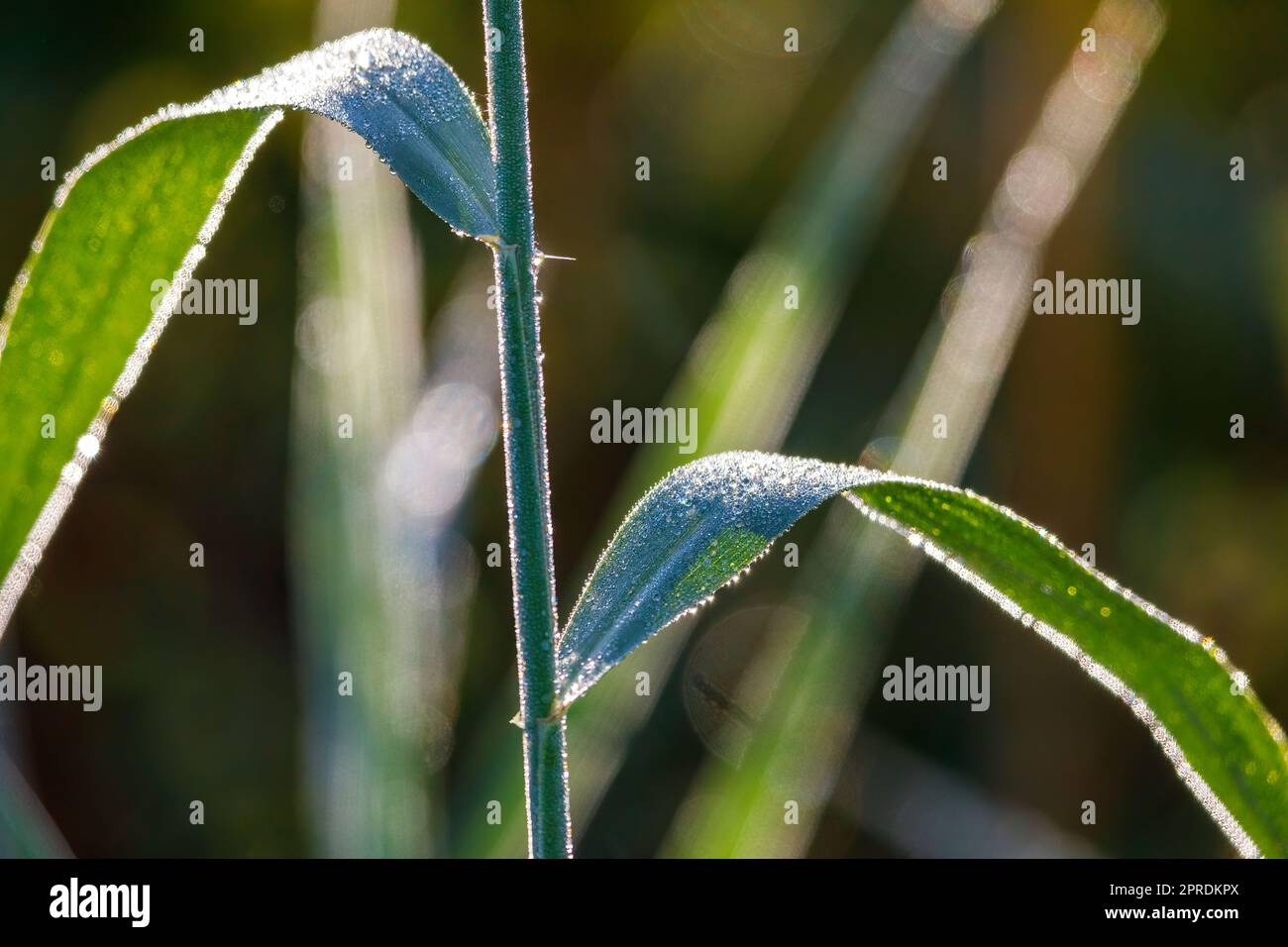 Pianta del giunco isolata immagini e fotografie stock ad alta ...