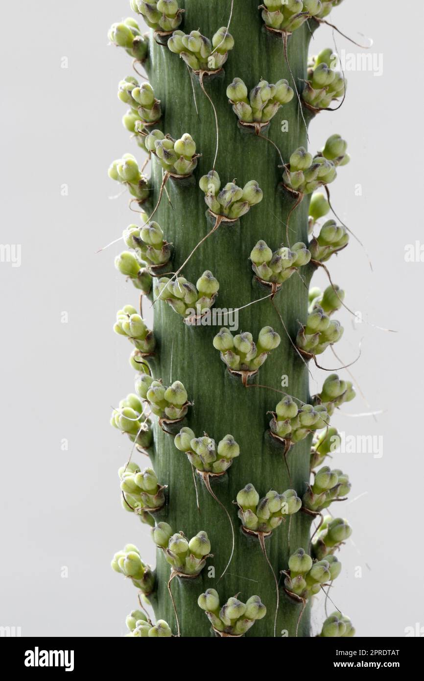 Royal agave agave victoria reginae immagini e fotografie stock ad alta ...