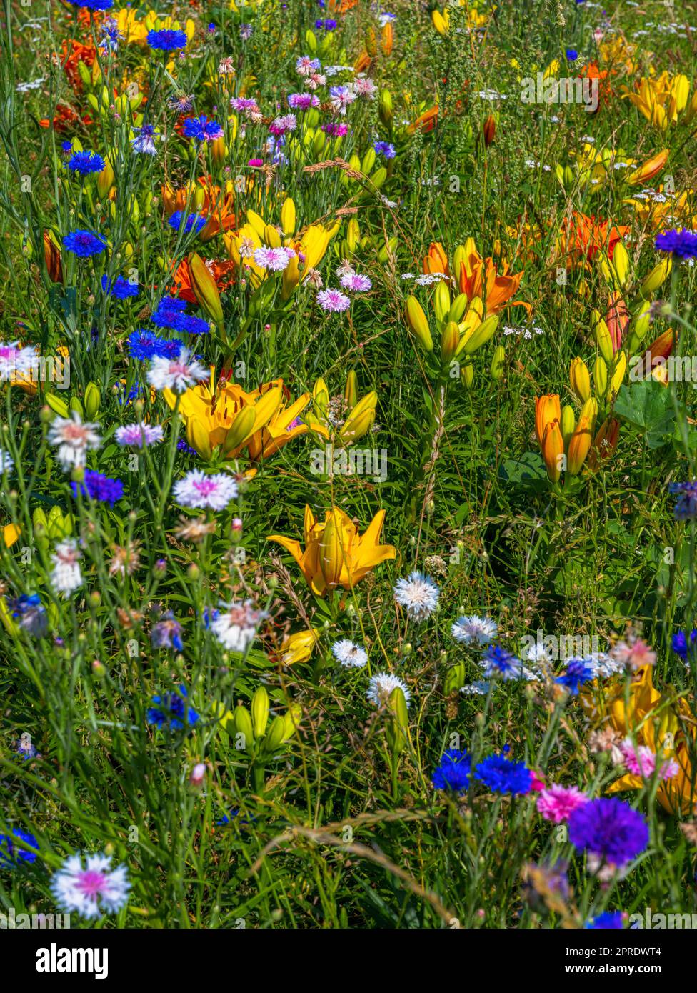 Prato con fiori di campo immagini e fotografie stock ad alta ...