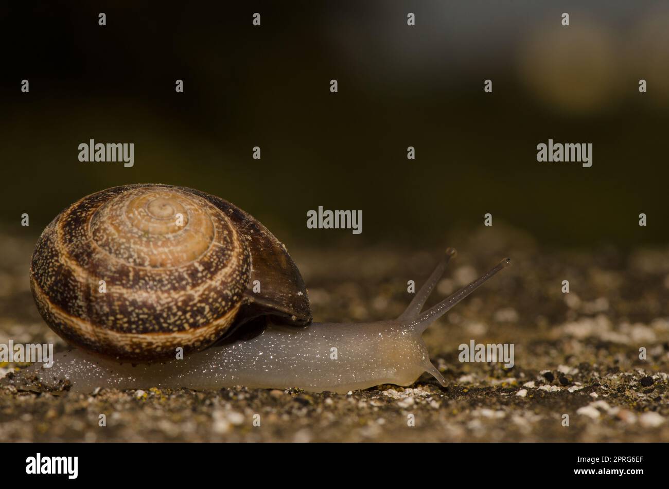 La lumaca spagnola immagini e fotografie stock ad alta risoluzione - Alamy