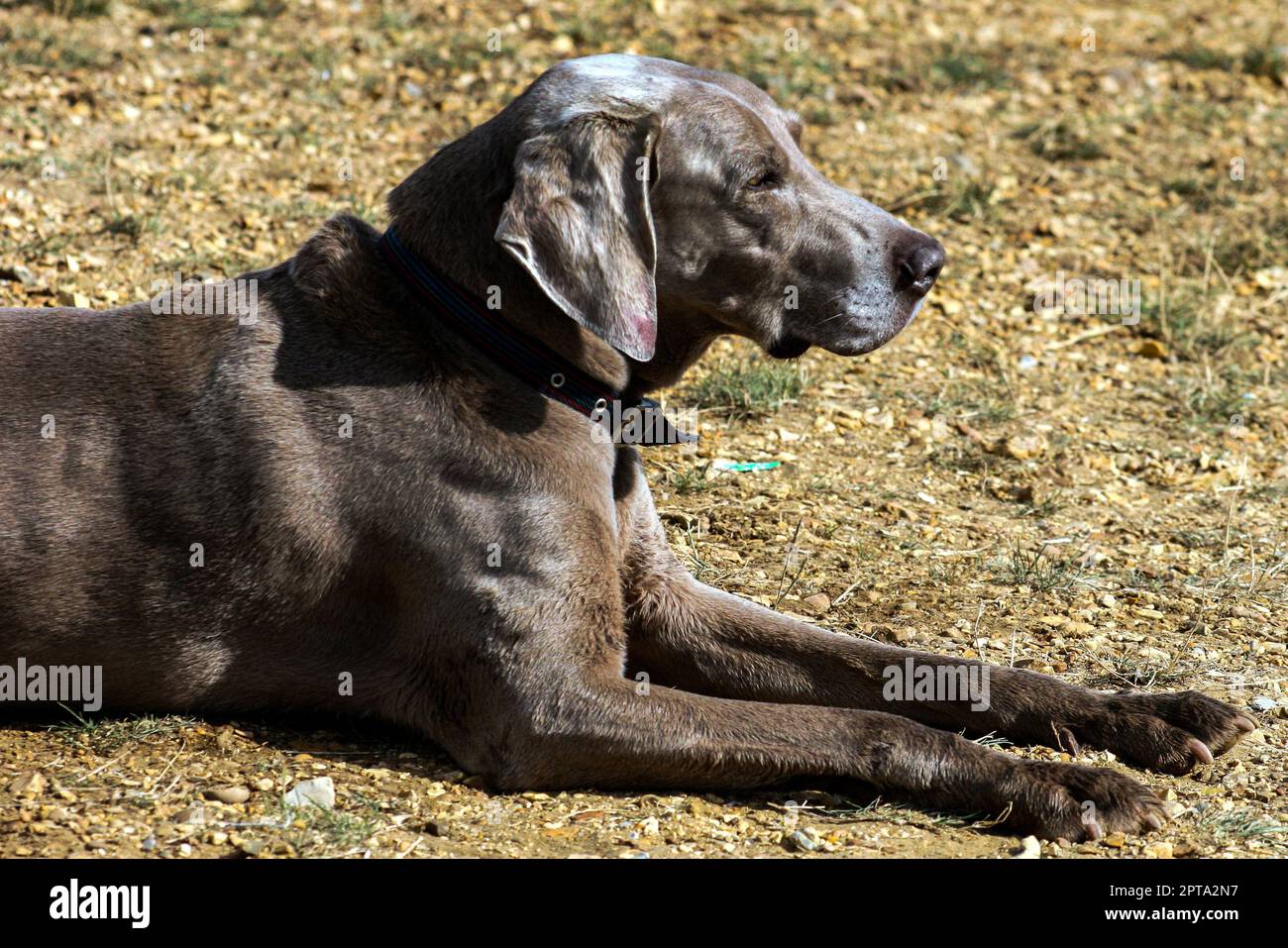 Un cane sdraiato immagini e fotografie stock ad alta risoluzione - Alamy