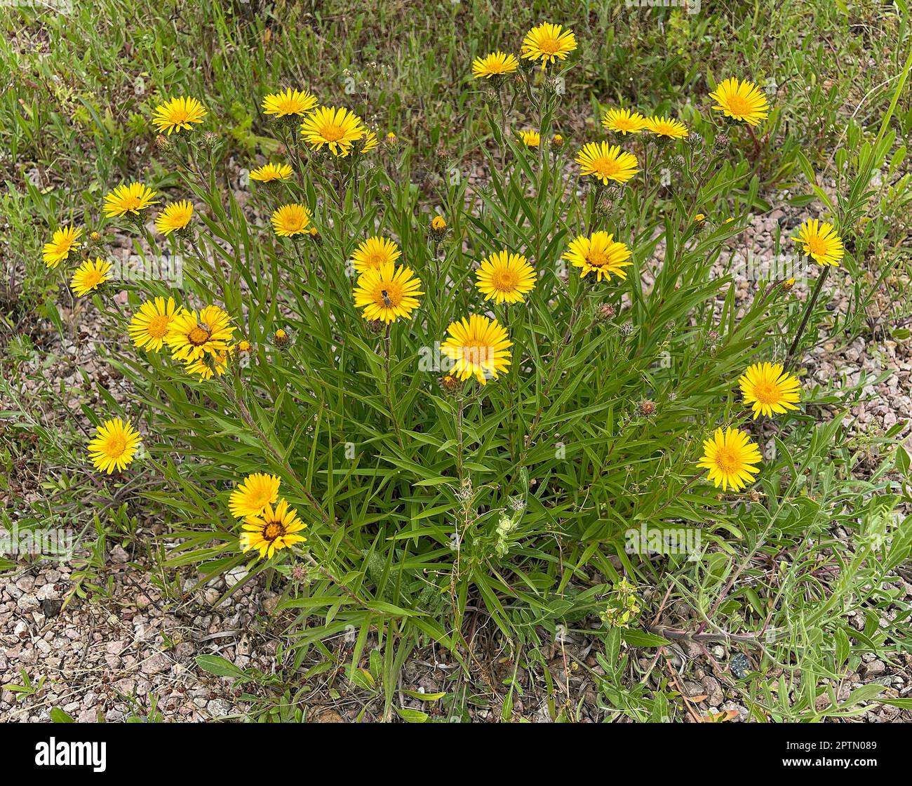 Pentanema ensifolium immagini e fotografie stock ad alta risoluzione ...