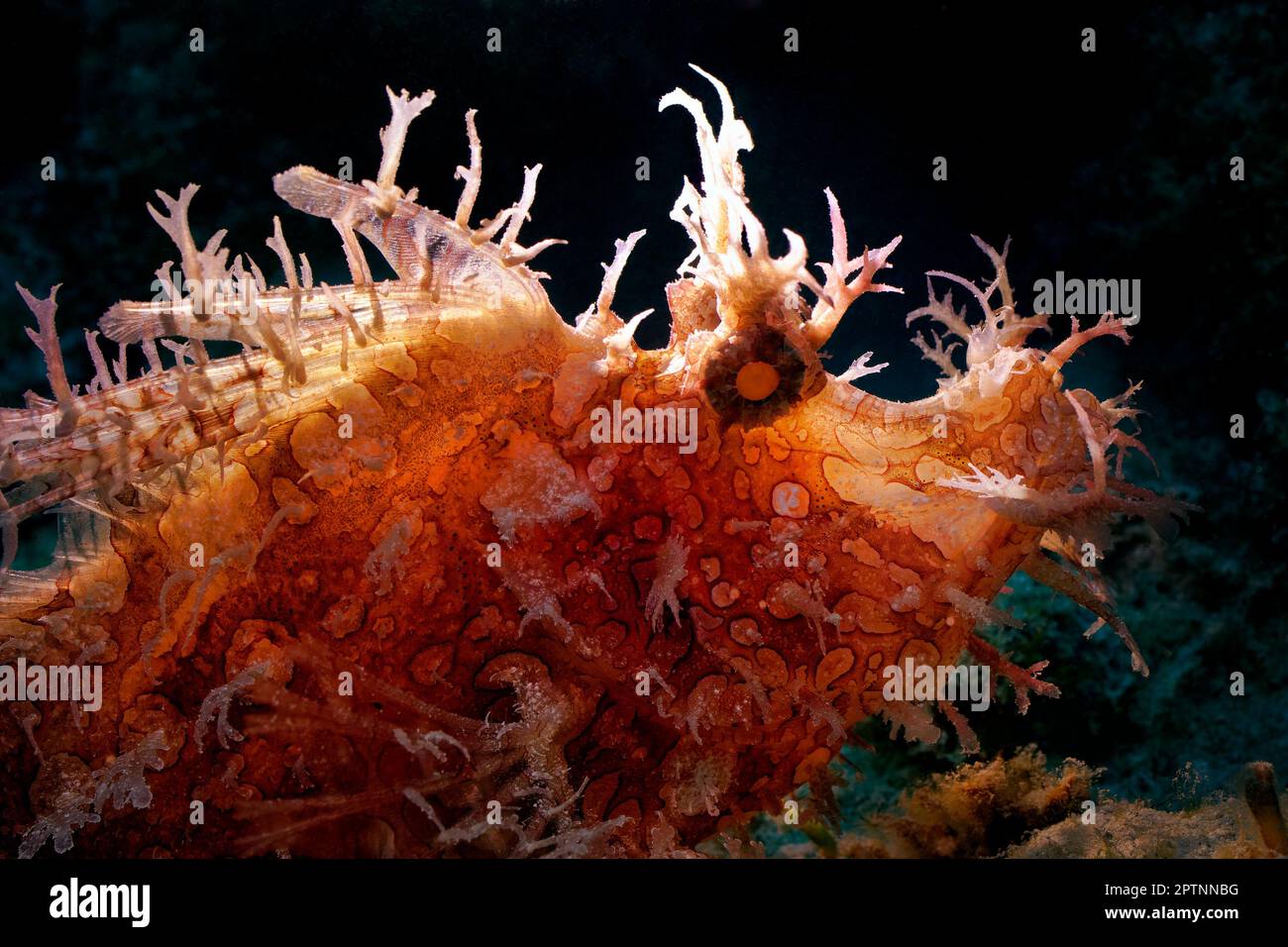 Weedy scorpionfish rhinopias frondosa immagini e fotografie stock ad ...