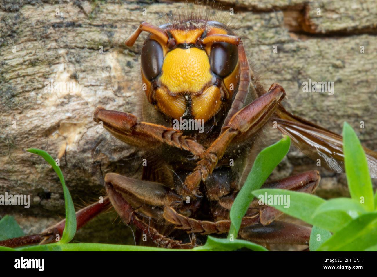 Vespa solitaria gigante immagini e fotografie stock ad alta risoluzione ...