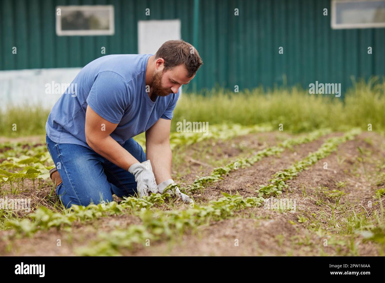 Coltivatore sostenibile piantare e coltivare colture vegetali o piante ...
