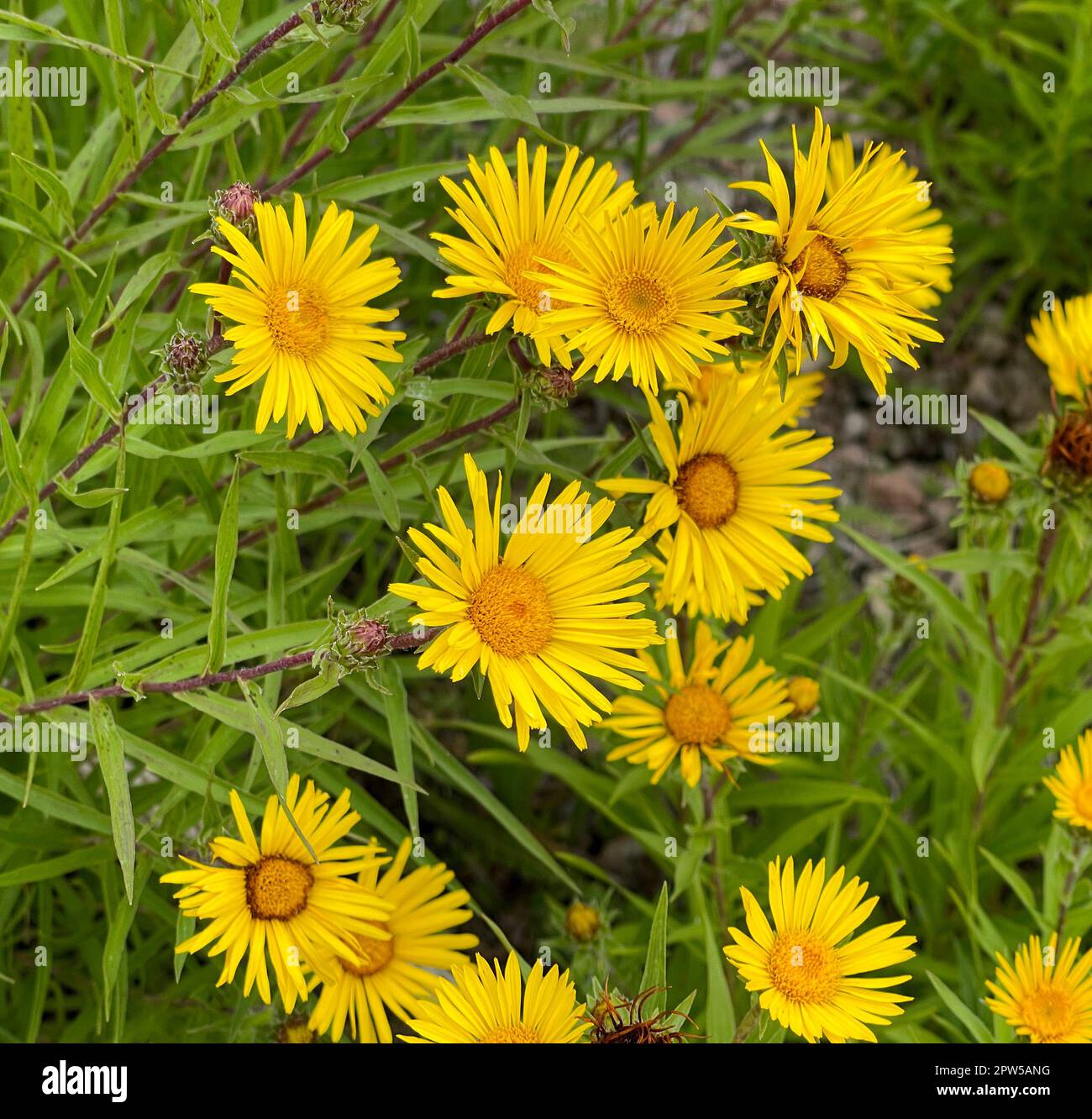 Pentanema ensifolium immagini e fotografie stock ad alta risoluzione ...