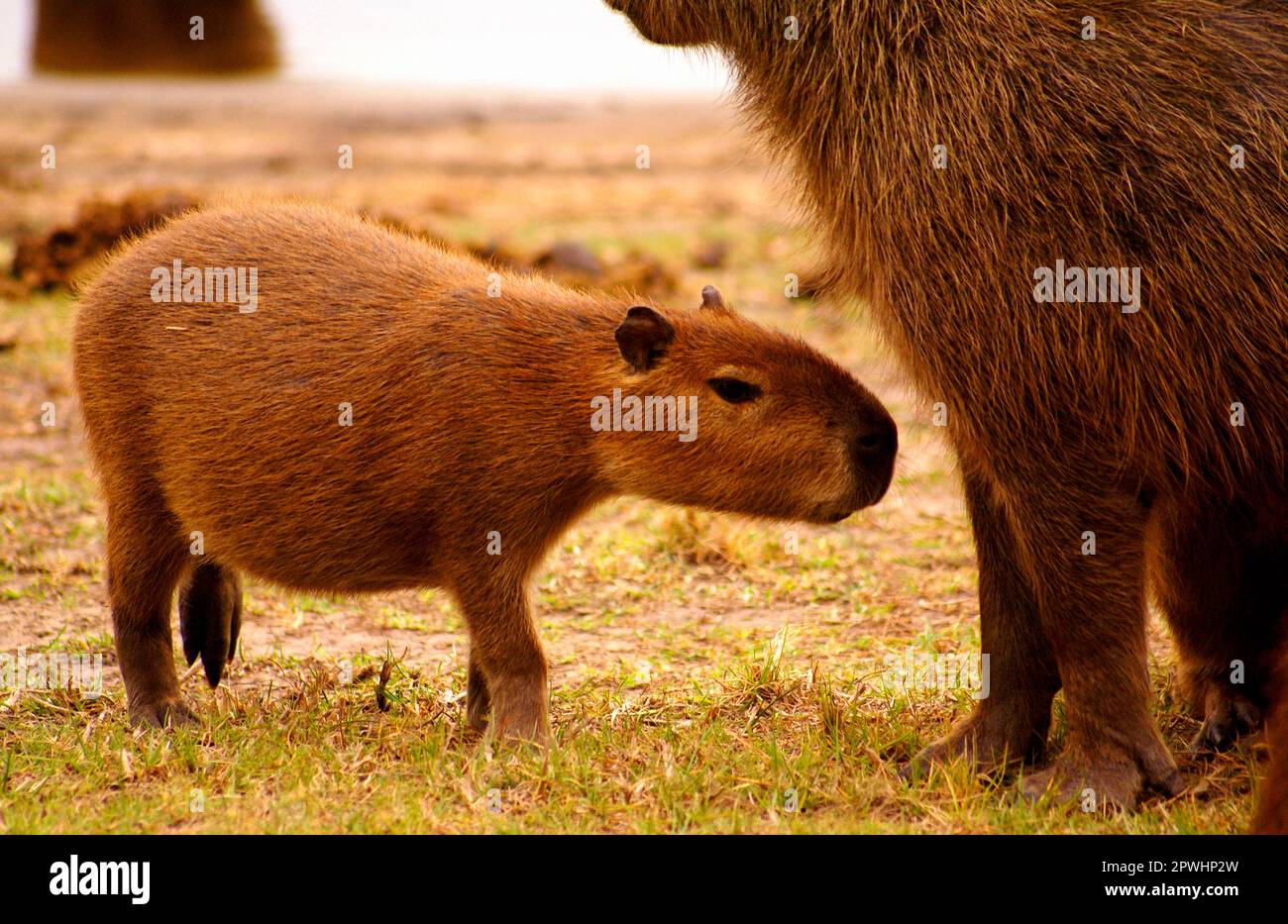 Capibara piccola immagini e fotografie stock ad alta risoluzione - Alamy