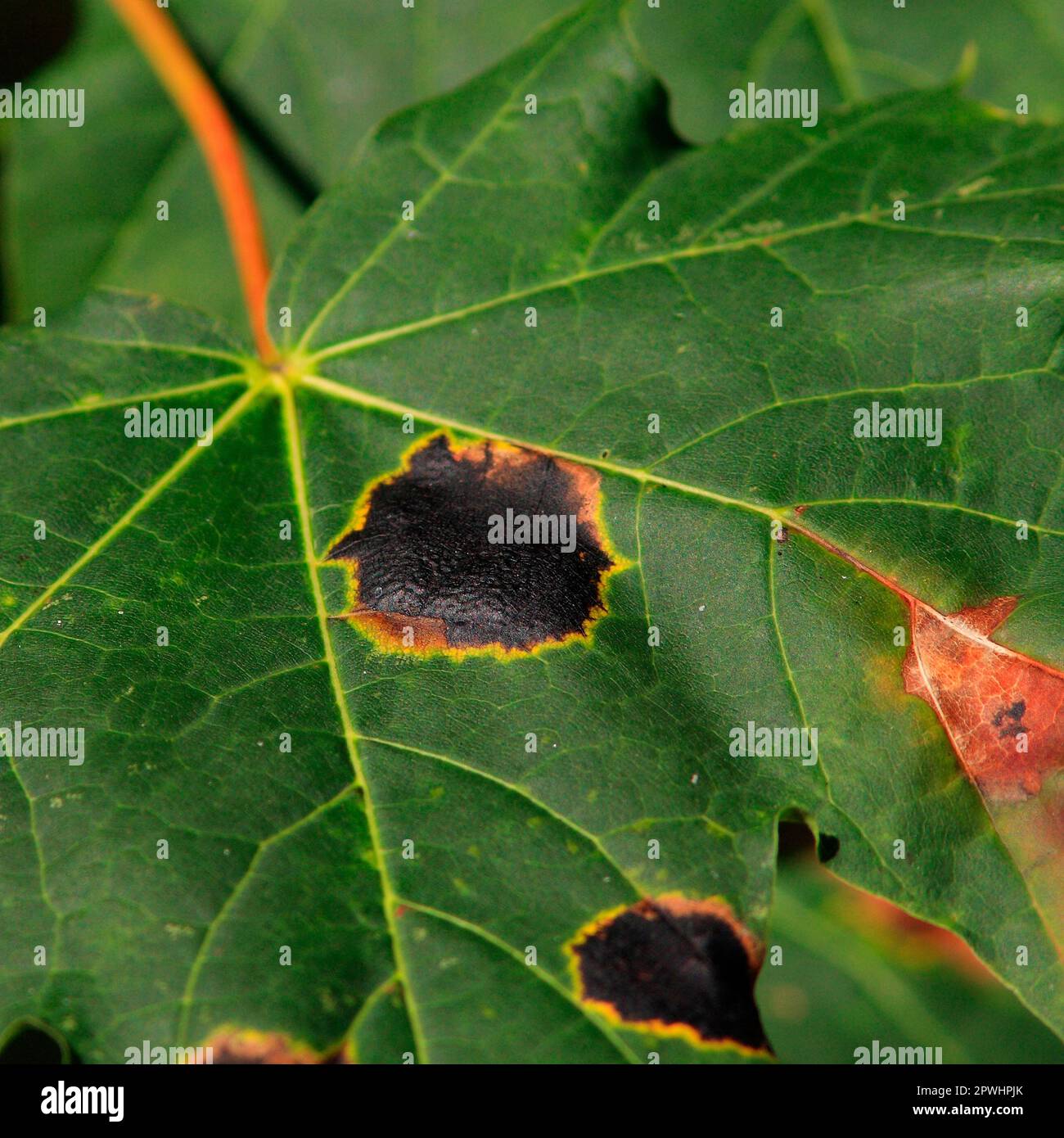 Malattia delle macchie di catrame immagini e fotografie stock ad alta ...