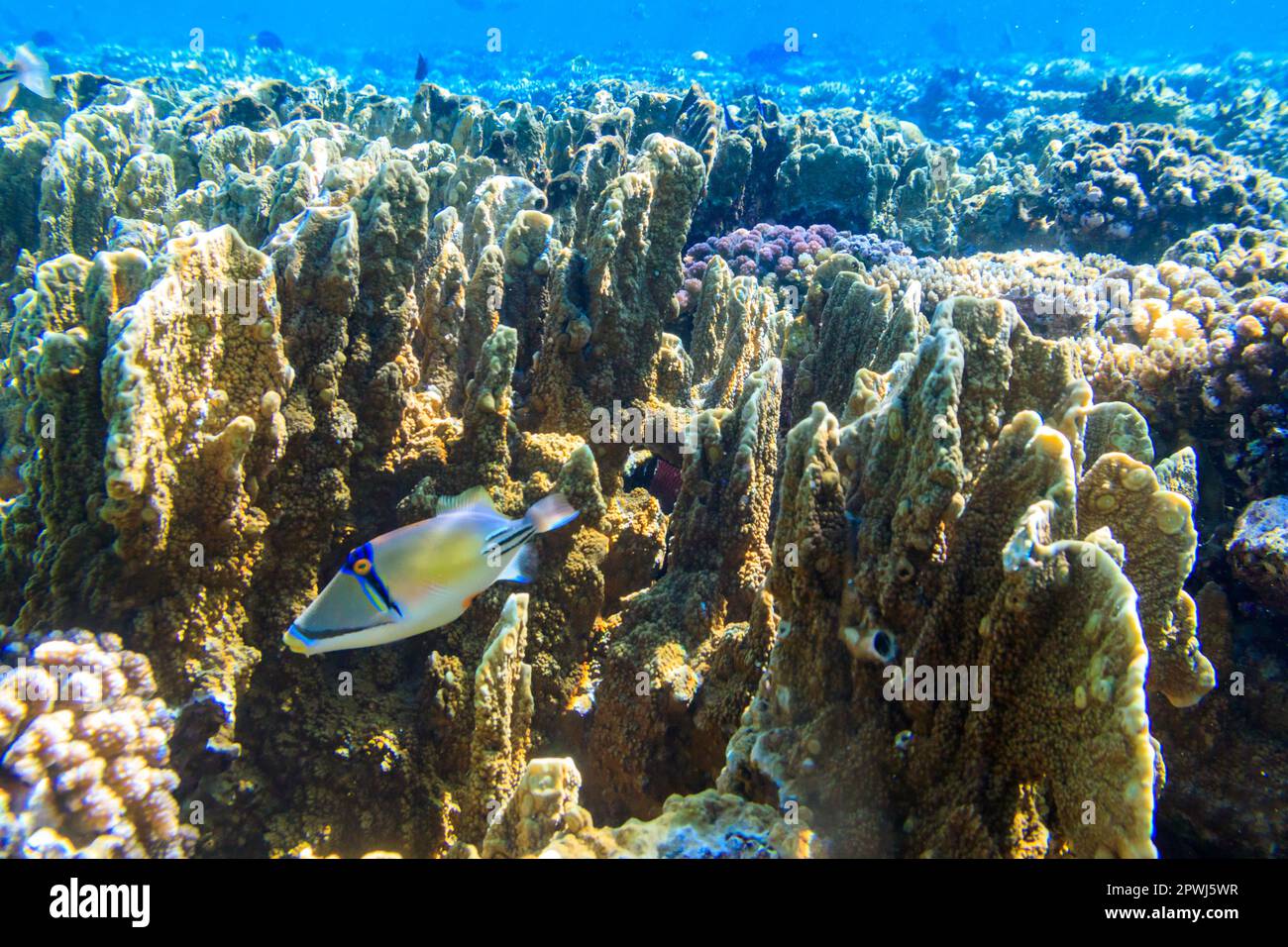 Picasso Triggerfish (Rhinechanthus assasi), conosciuto anche come pesce ...
