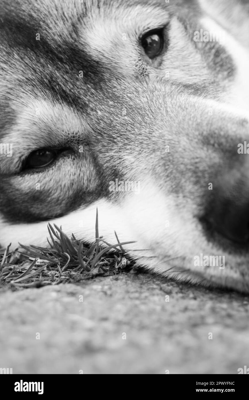 Cane con naso bianco Foto e Immagini Stock in Bianco e Nero - Alamy