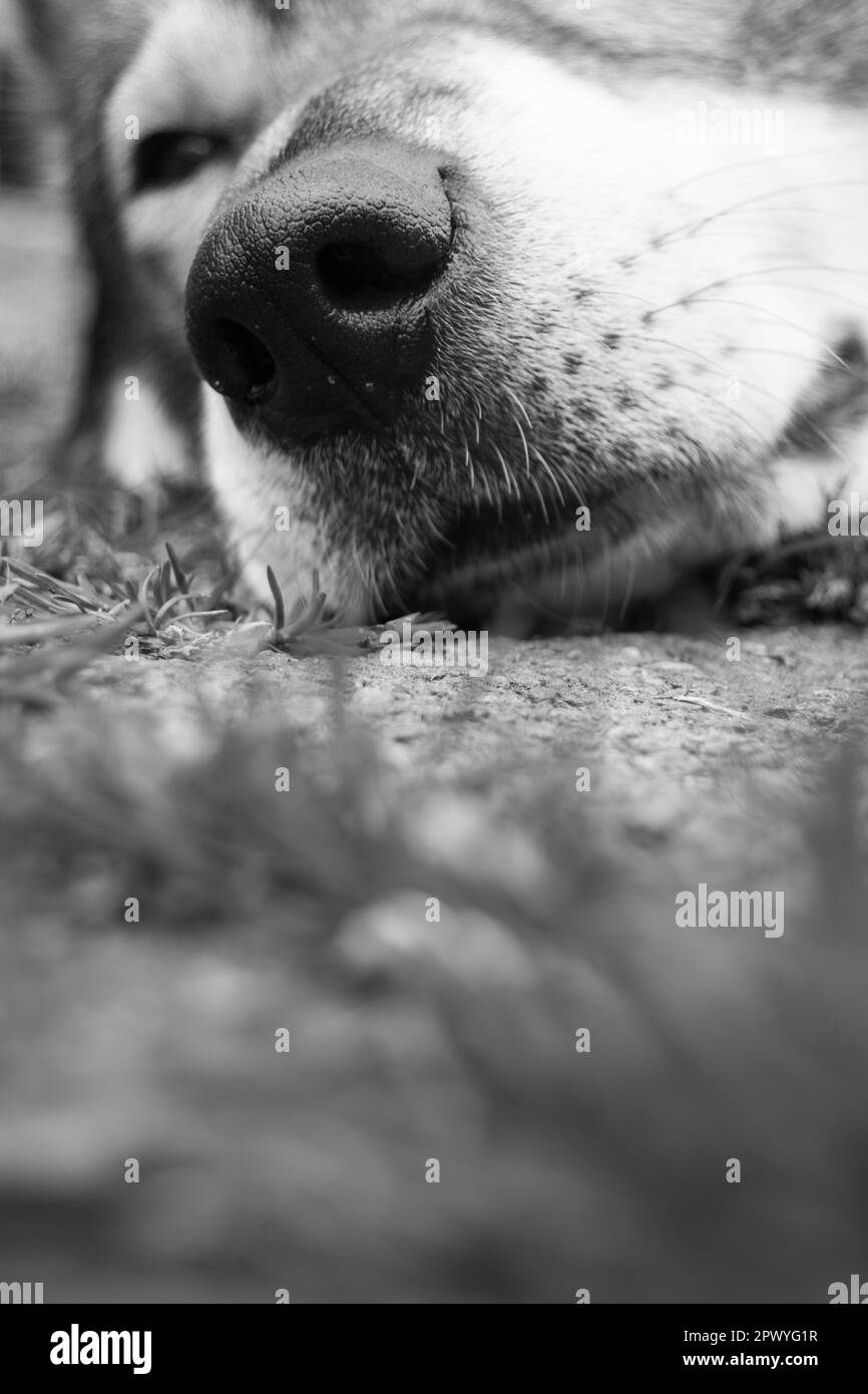 Adorabile lupo bianco addormentato immagini e fotografie stock ad alta ...