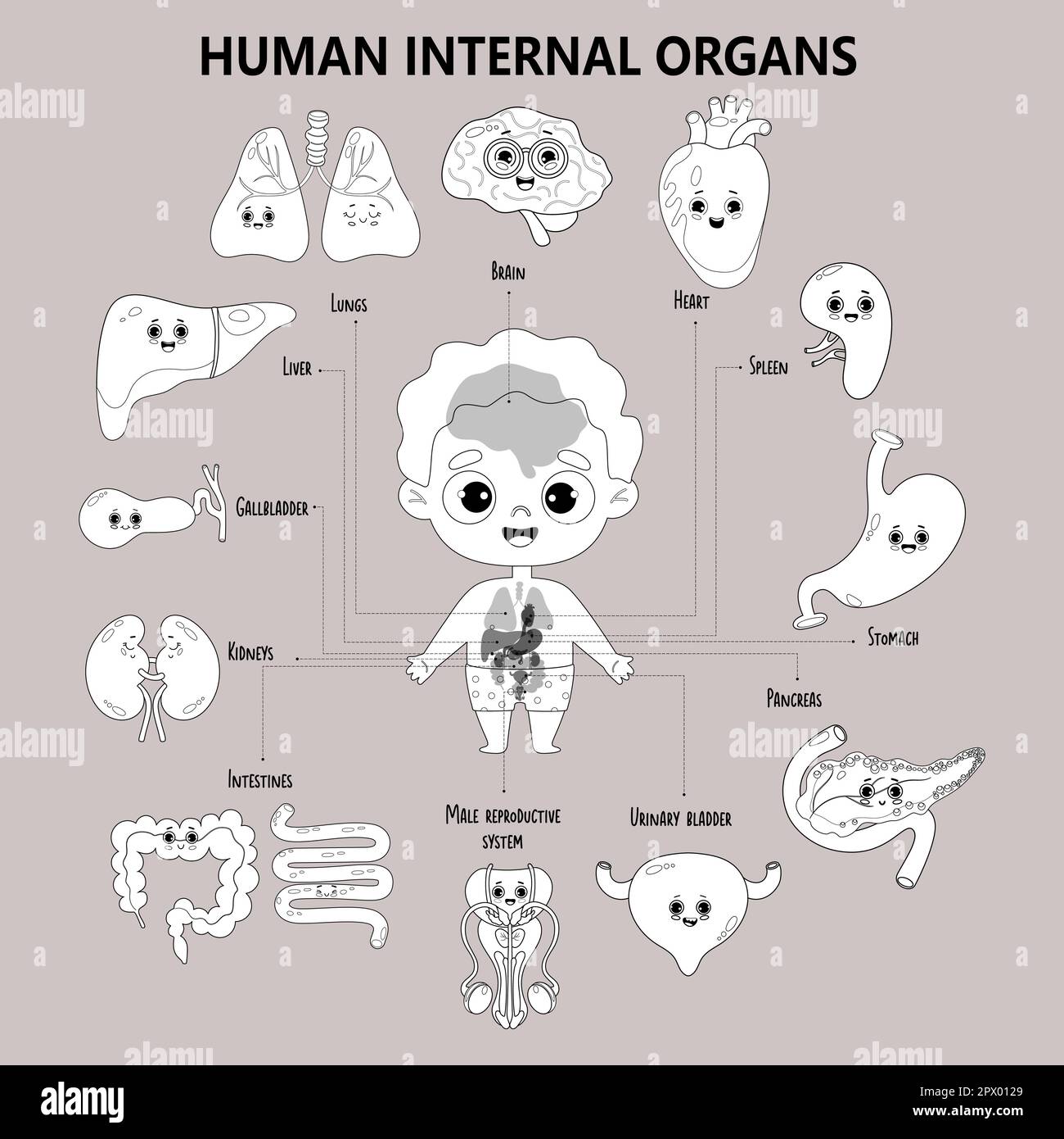 Anatomia del corpo umano. Cute ragazzo e schema visivo interni organi ...