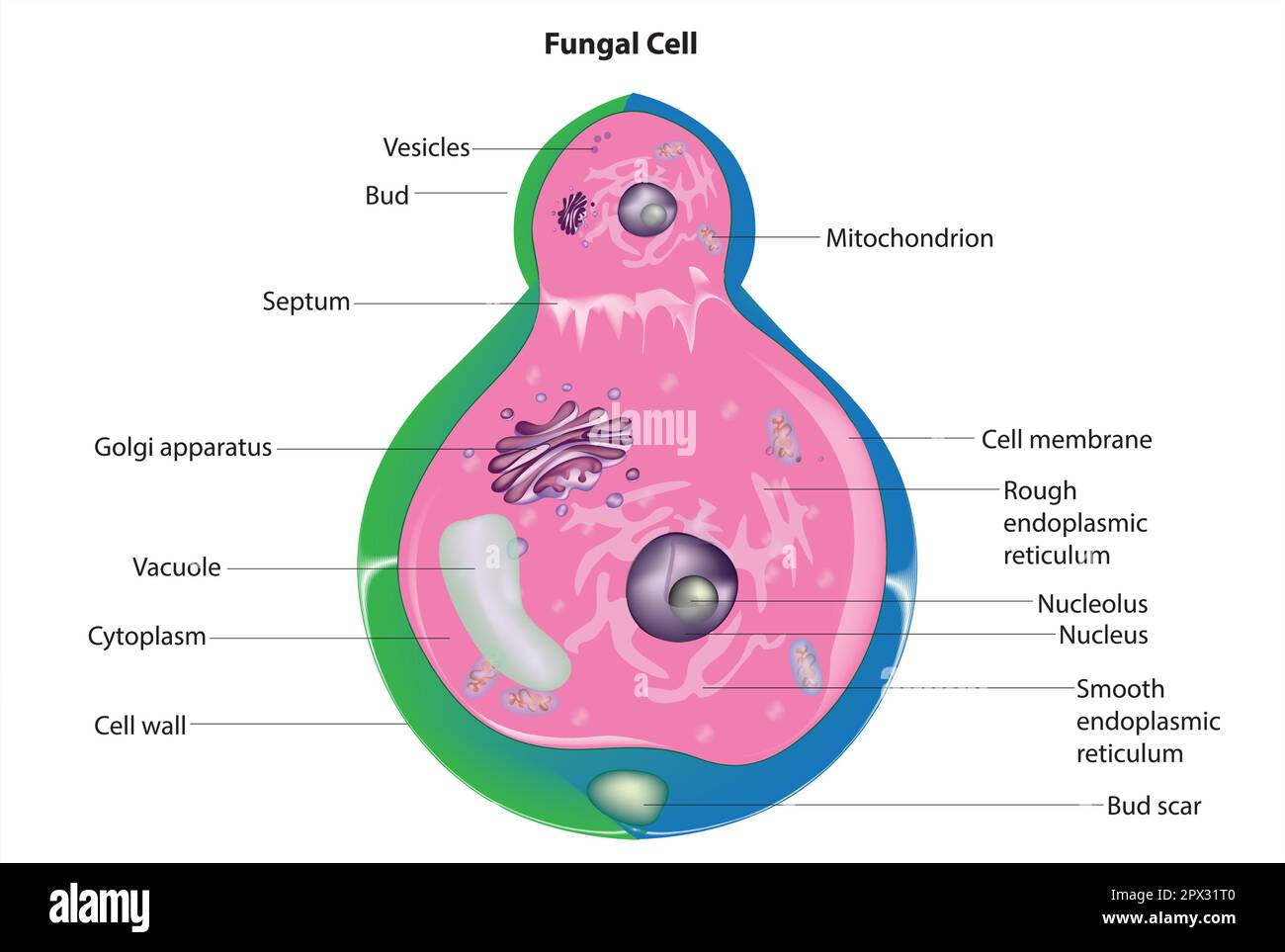 Cellula Fungina Al Microscopio Reticolo Di Hartig