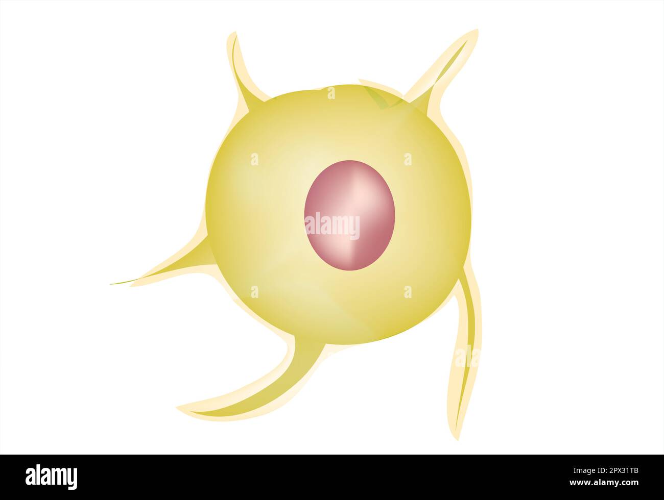 Differenziazione delle cellule immagini e fotografie stock ad alta ...