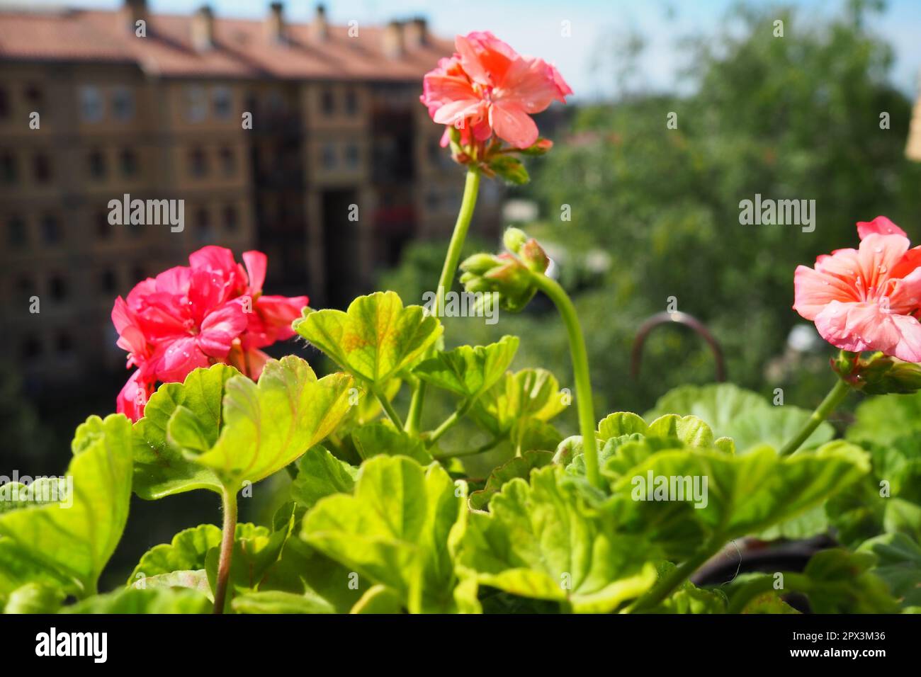 gerani rosa zonali sul davanzale. Pelargonium peltatum è una specie di ...