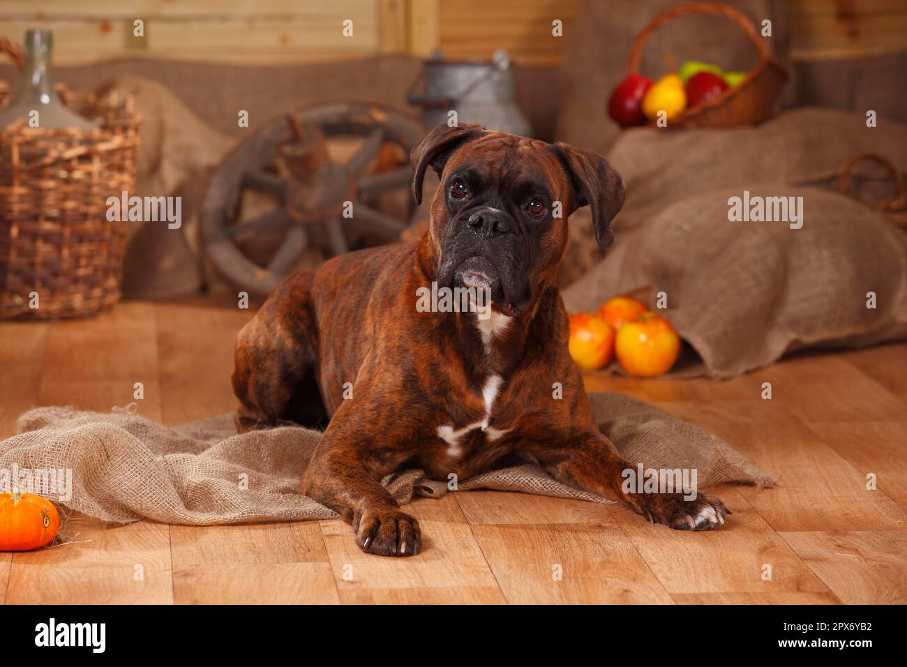 Boxer maschio adulto immagini e fotografie stock ad alta risoluzione ...