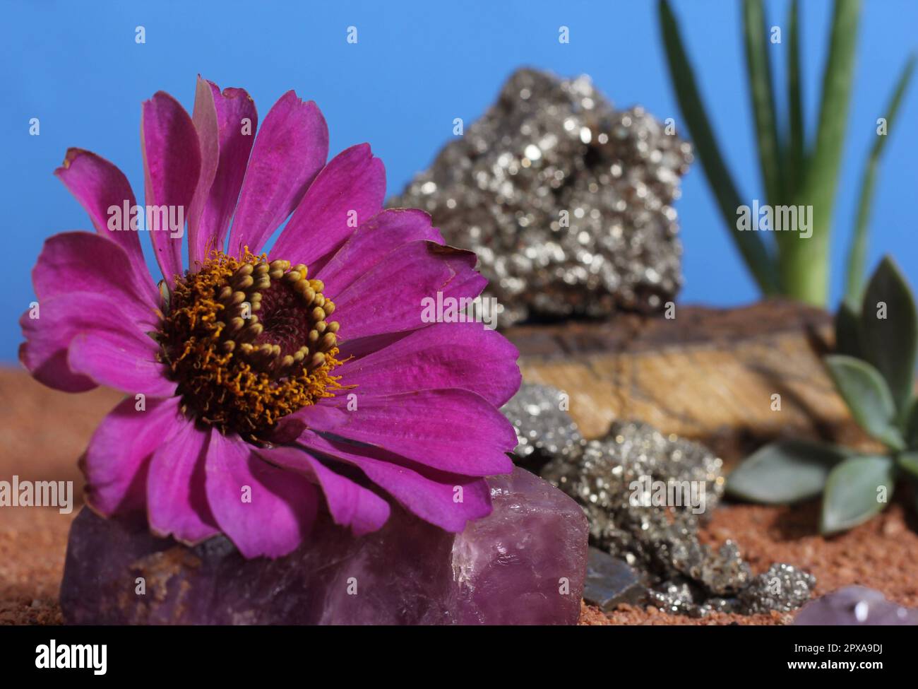 Rituale dei fiori secchi immagini e fotografie stock ad alta ...