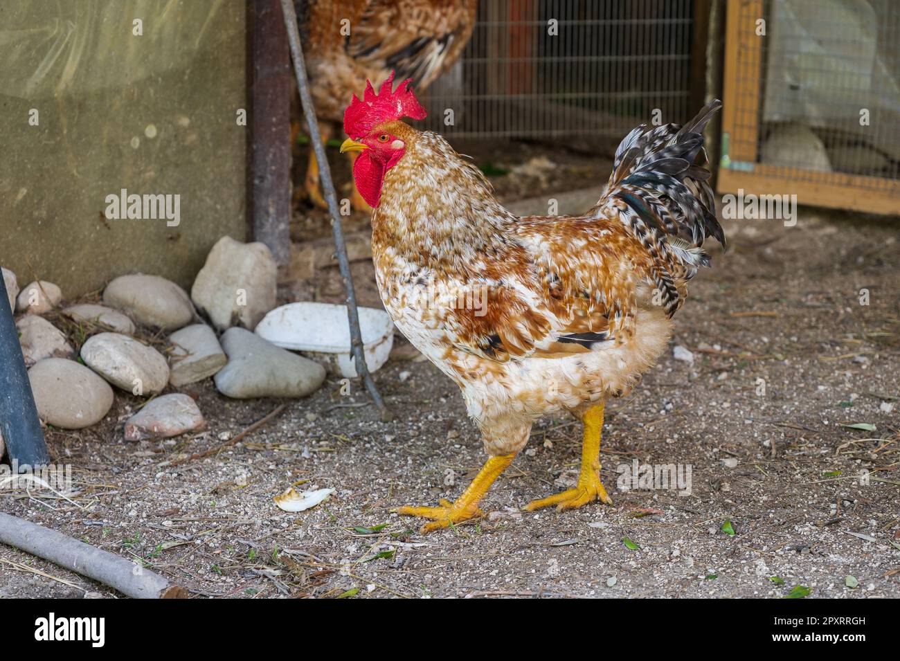 Il pollo è un uccello addomesticato proveniente da varie specie ...